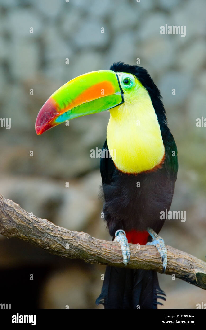 Toucan beak hi-res stock photography and images - Alamy