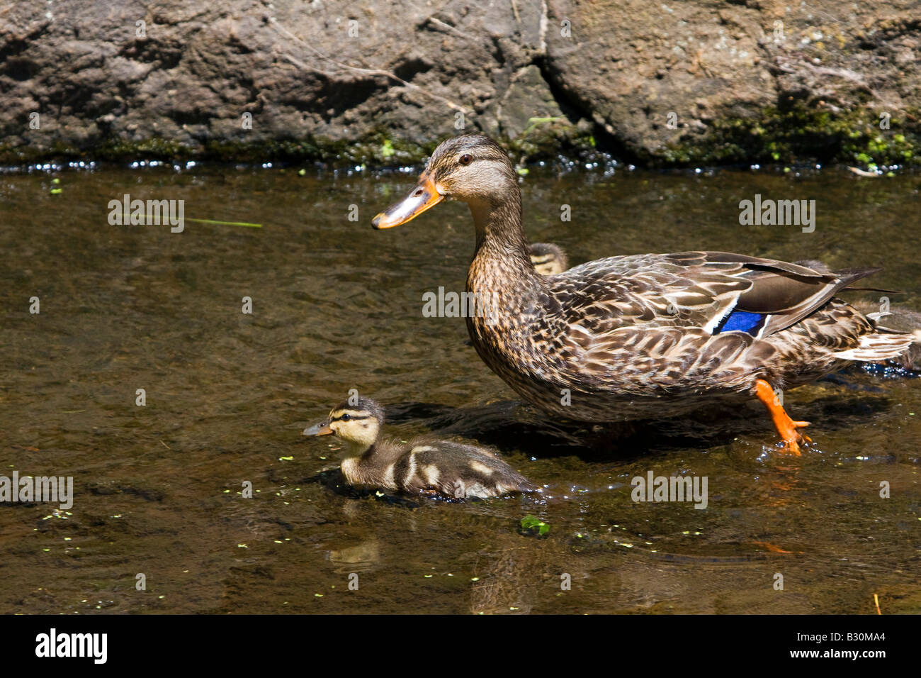 Female Duck High Resolution Stock Photography and Images - Alamy