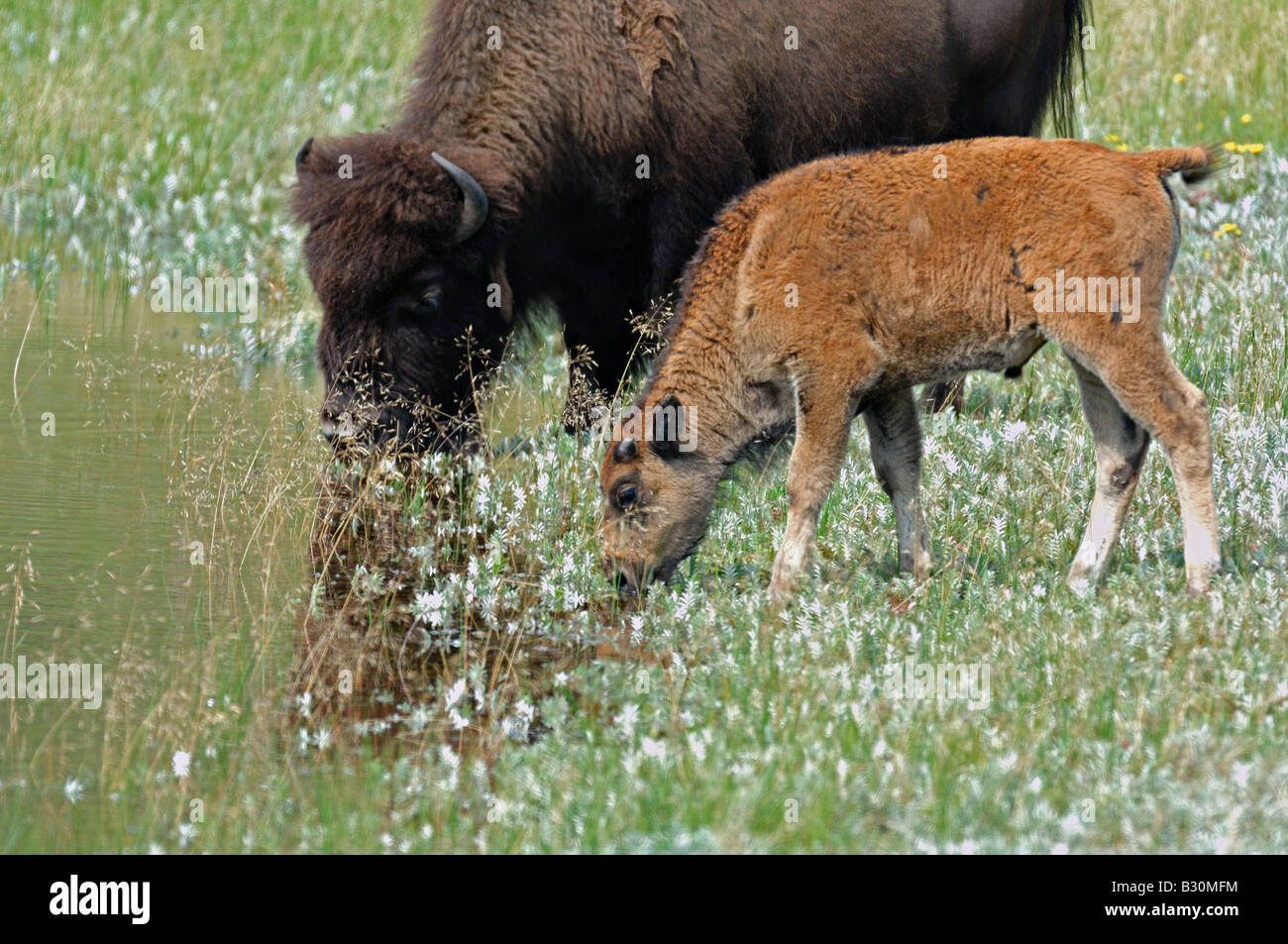 A bison mother and calf Stock Photo - Alamy