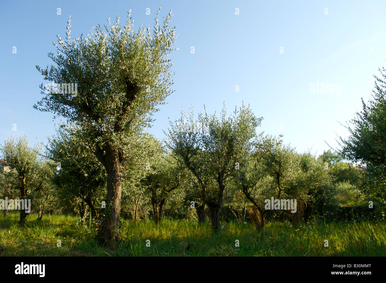 Olive trees and france hi-res stock photography and images - Alamy