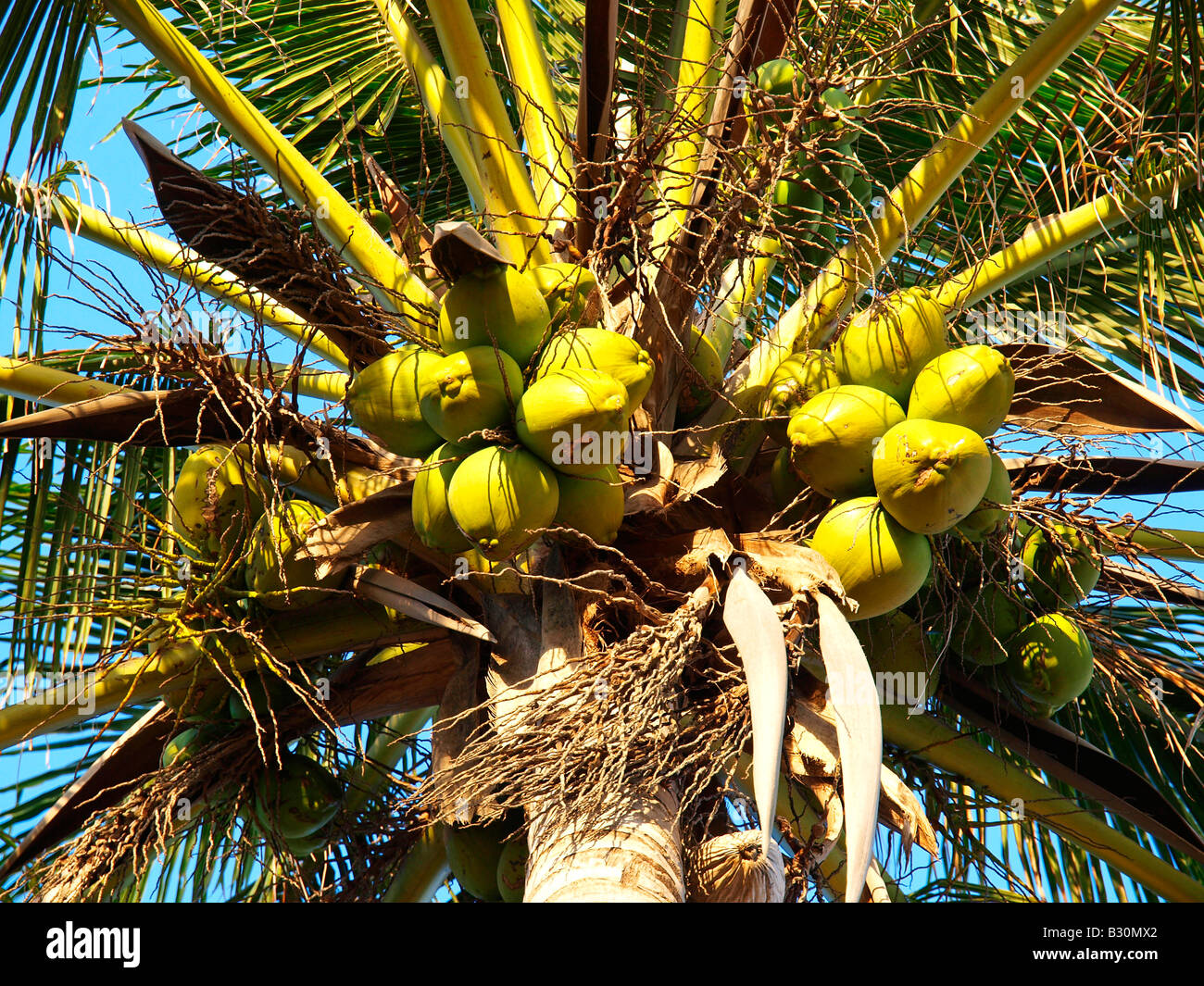 Cuba cuban fruit palm hi-res stock photography and images - Alamy