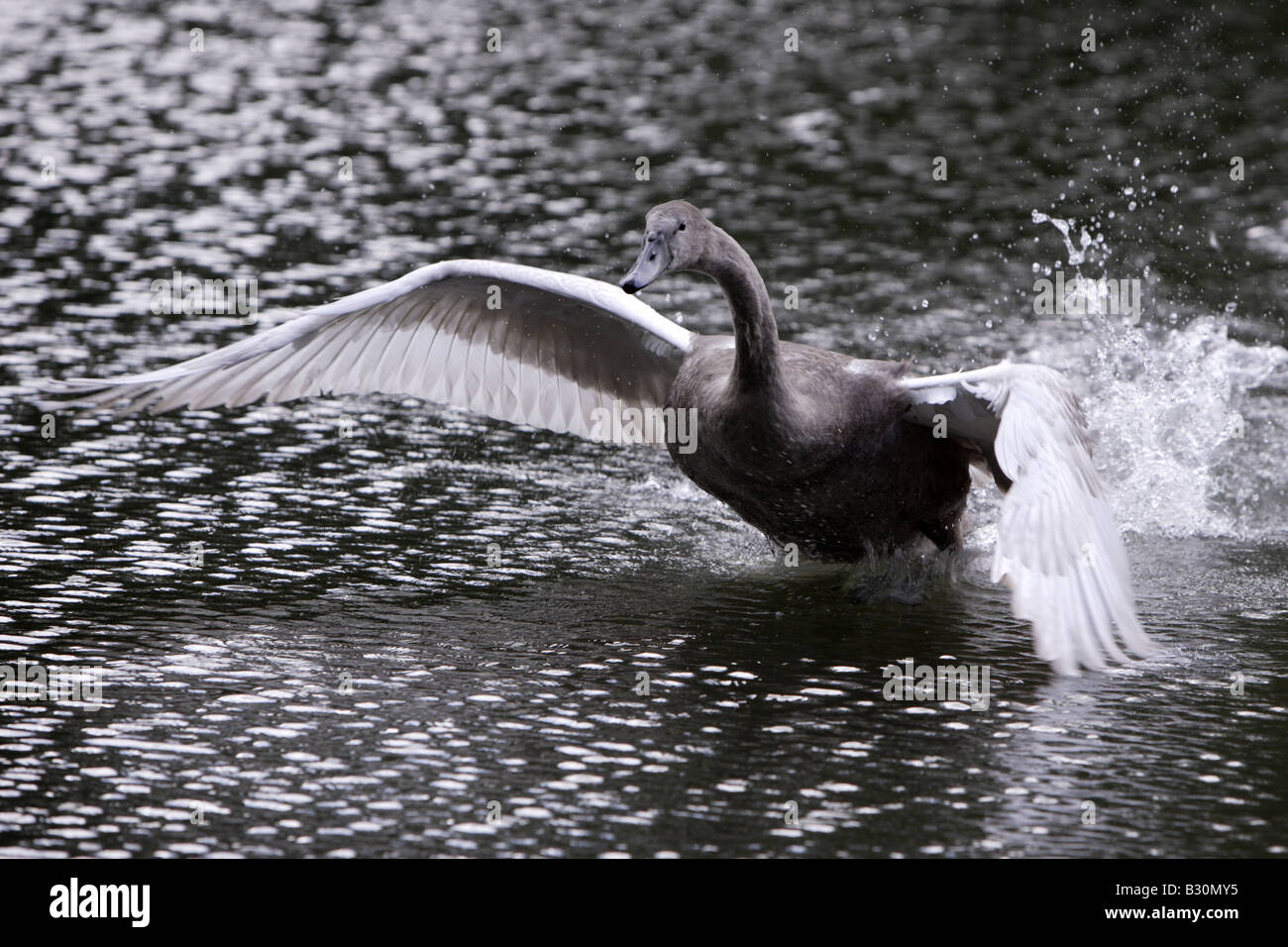 A restless Cygnet Stock Photo - Alamy