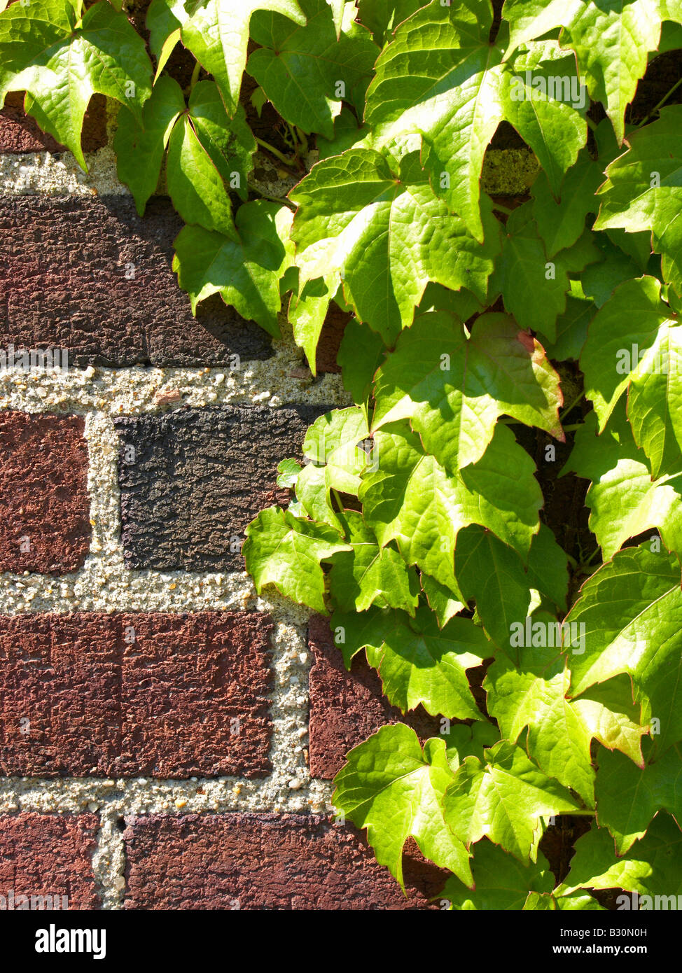 Vines on brick wall hi-res stock photography and images - Alamy