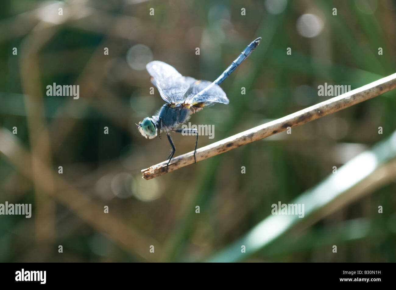 Dragonfly swamp hi-res stock photography and images - Alamy