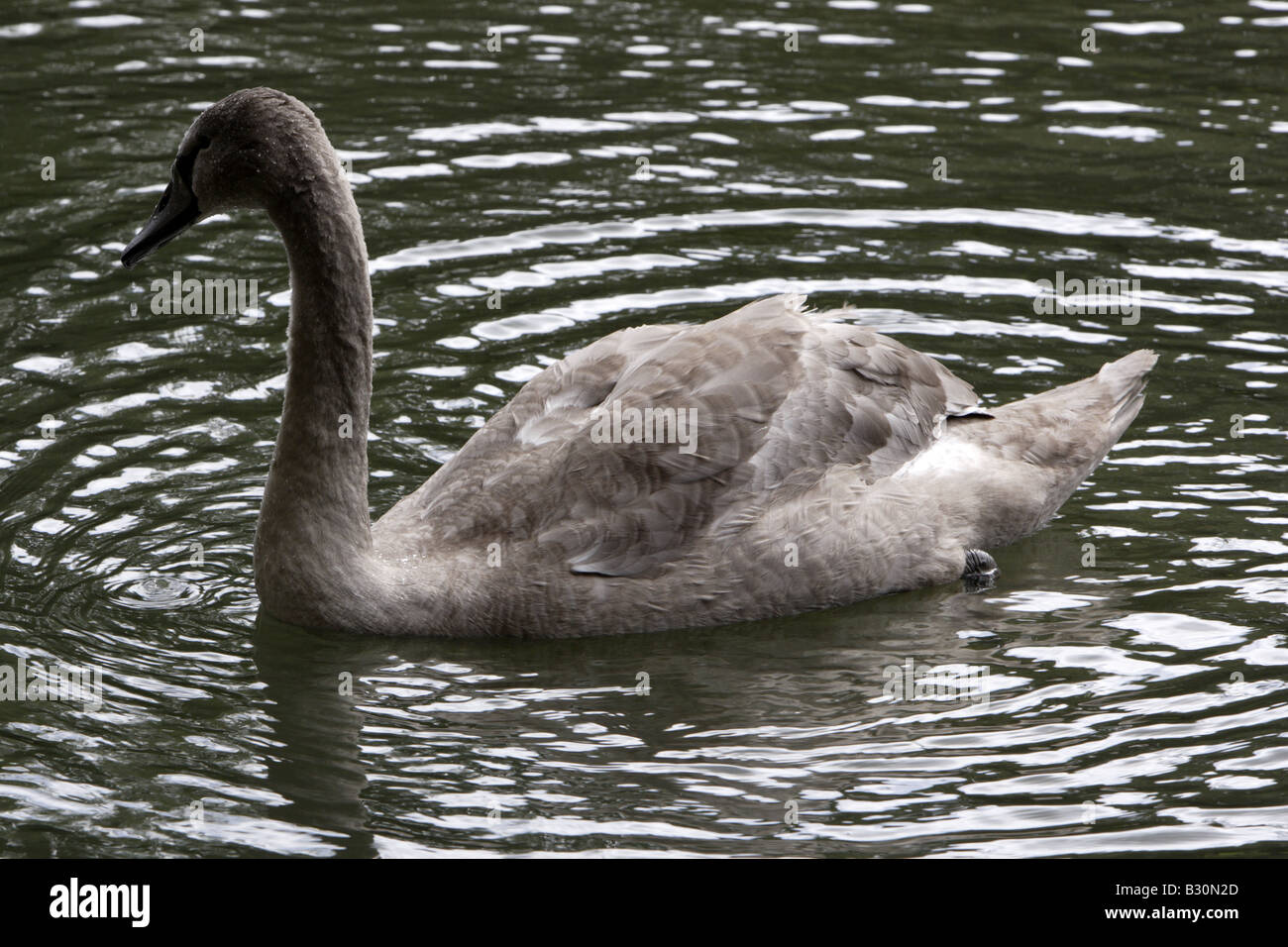 A relaxing Cygnet Stock Photo - Alamy
