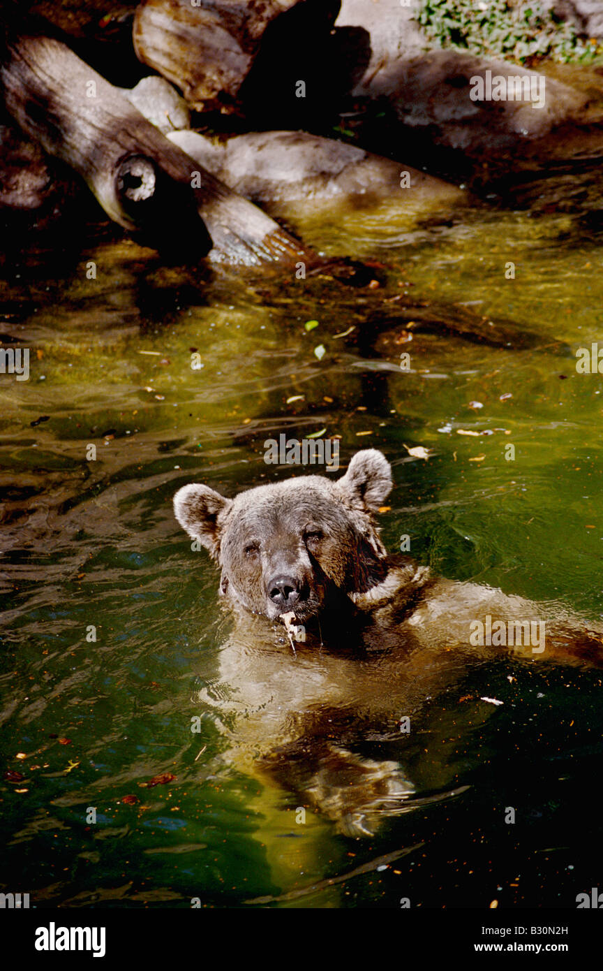 Syrian bear hi-res stock photography and images - Alamy