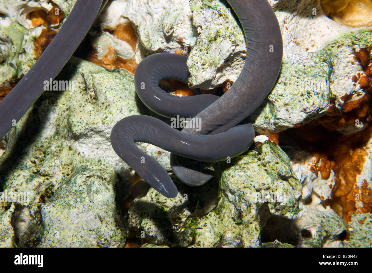 Wormsalamander Typhlonectes compressicauda Brazil Amazon River Stock ...