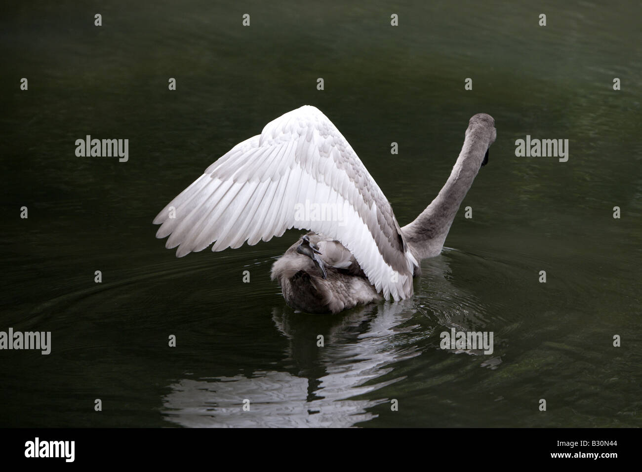 A Cygnet stretching Stock Photo - Alamy
