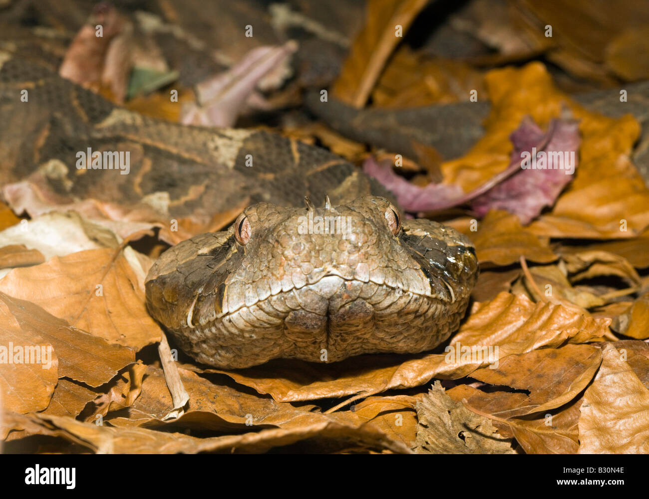 Gaboon Viper Bitis gabonica Gabon West Africa Stock Photo - Alamy