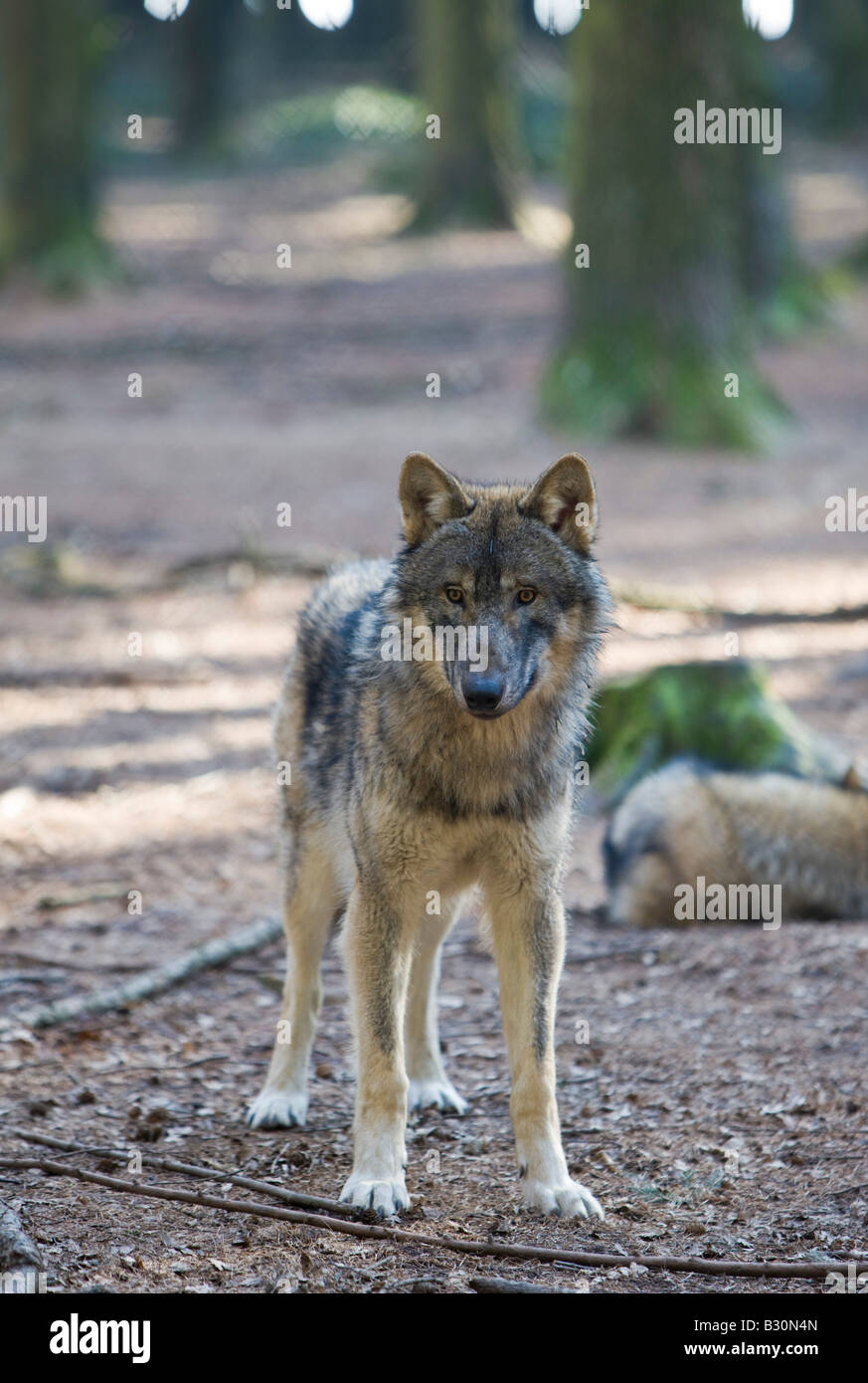 Wolf hi-res stock photography and images - Alamy