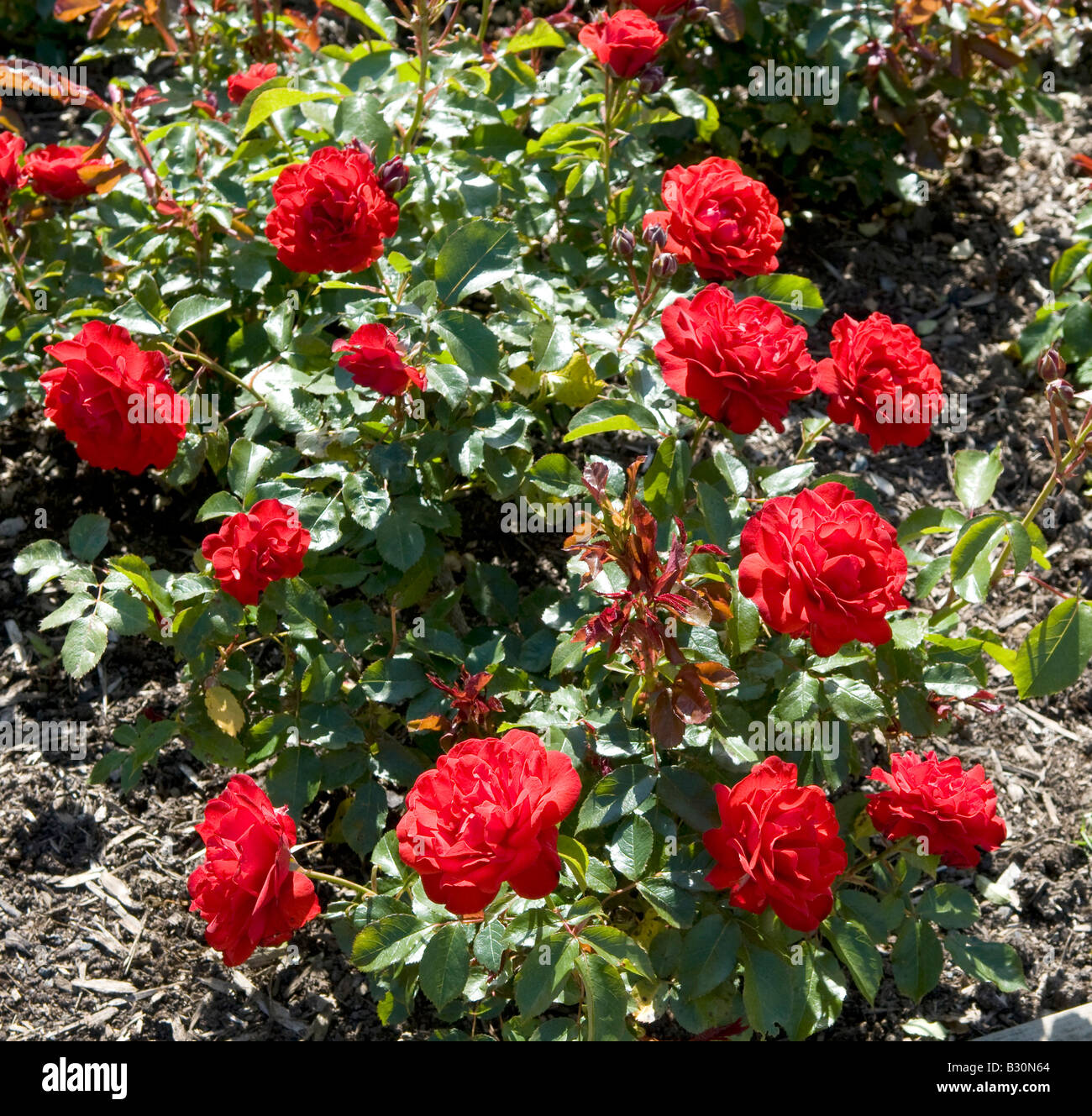 Rosa `Trumpeter Mactru` Stock Photo - Alamy