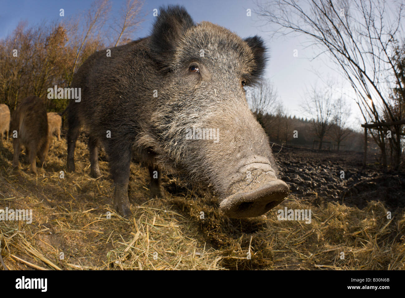 Wild boar Sus scrofa Germany Bavaria Stock Photo - Alamy