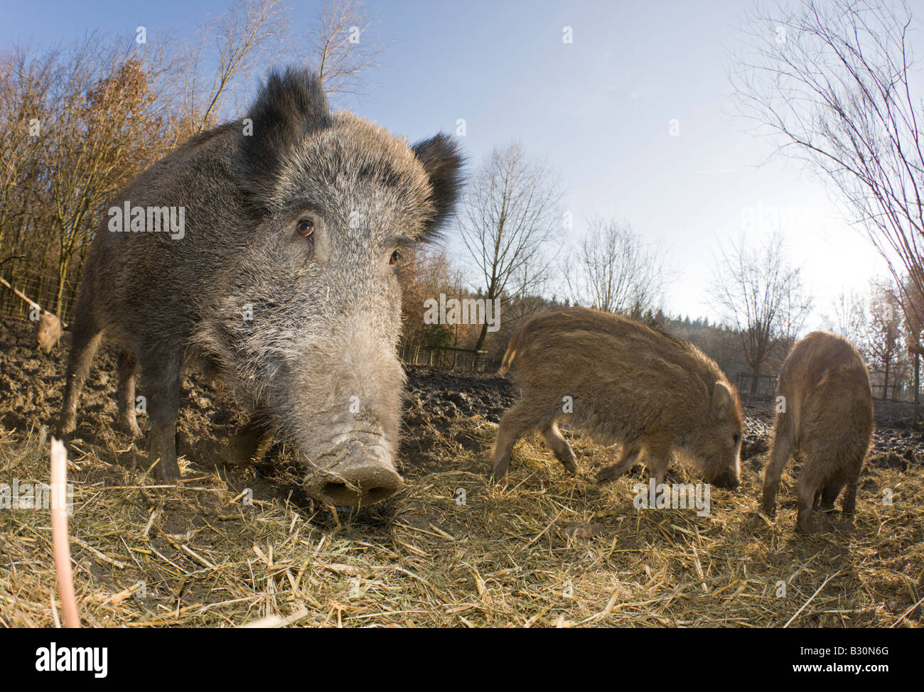 The european boar sus scrofa hi-res stock photography and images - Alamy
