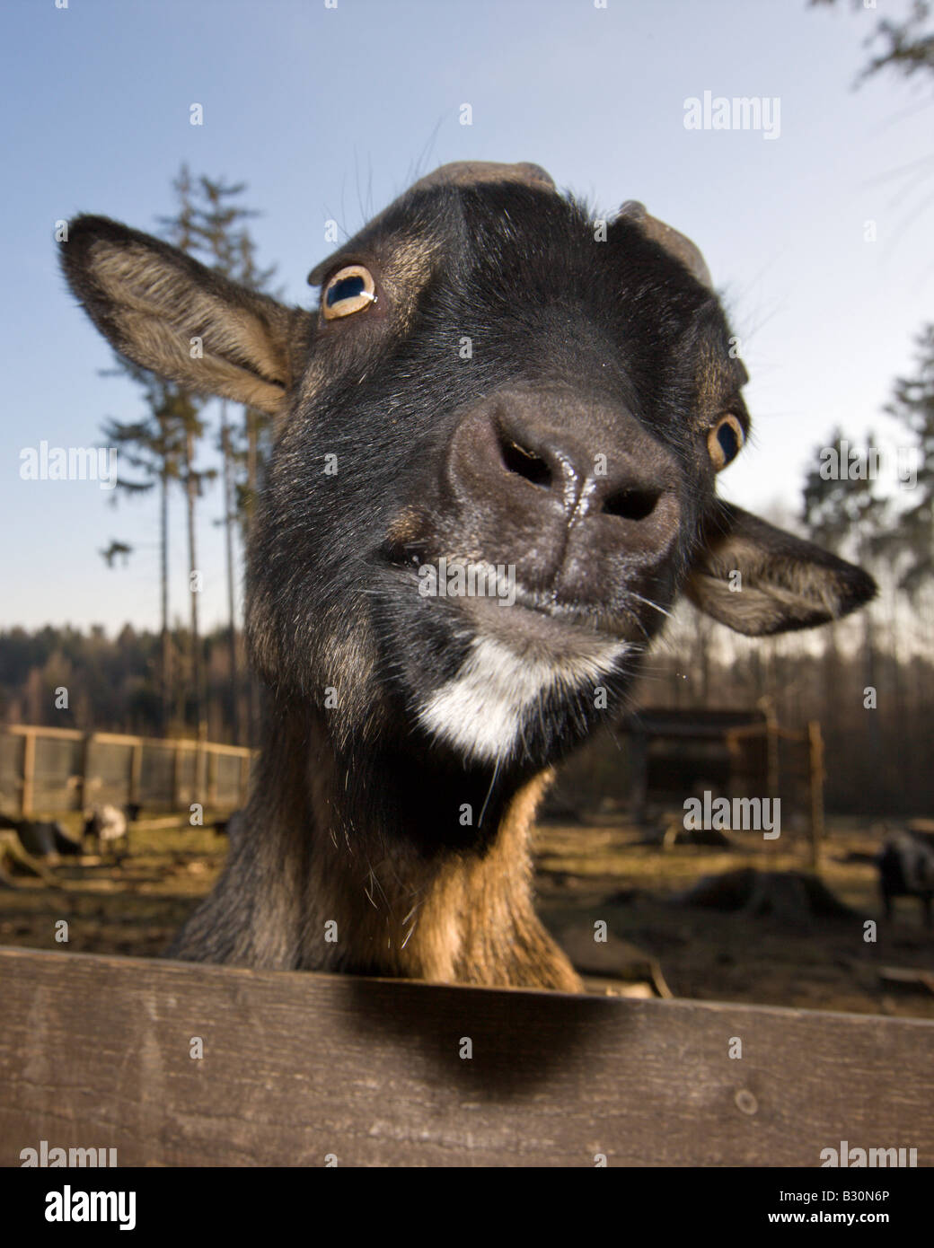 Domestic goat portrait Capra hircus Germany Bavaria Stock Photo - Alamy