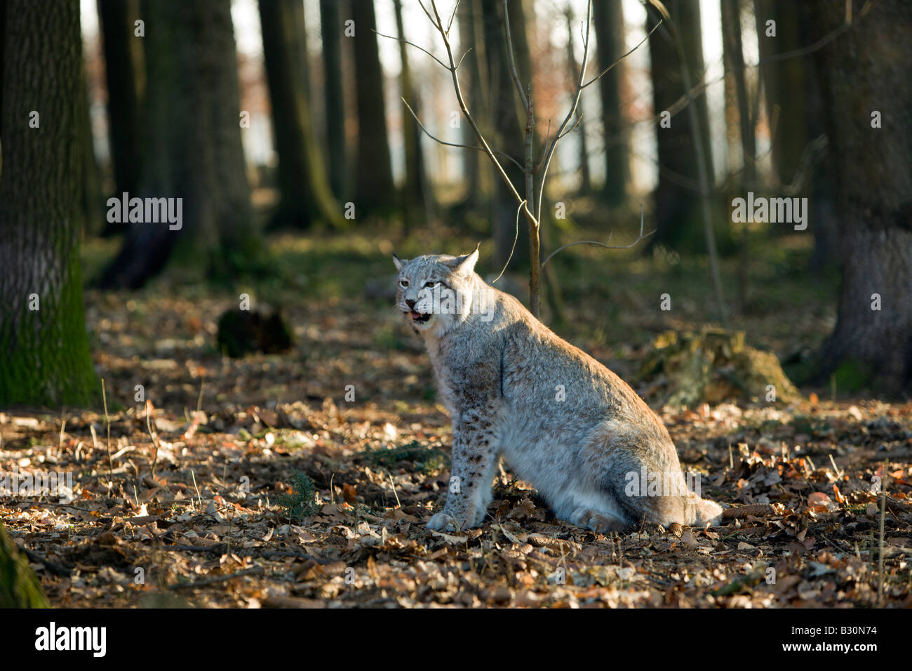 Lynx Felis lynx Germany Bavaria Stock Photo - Alamy