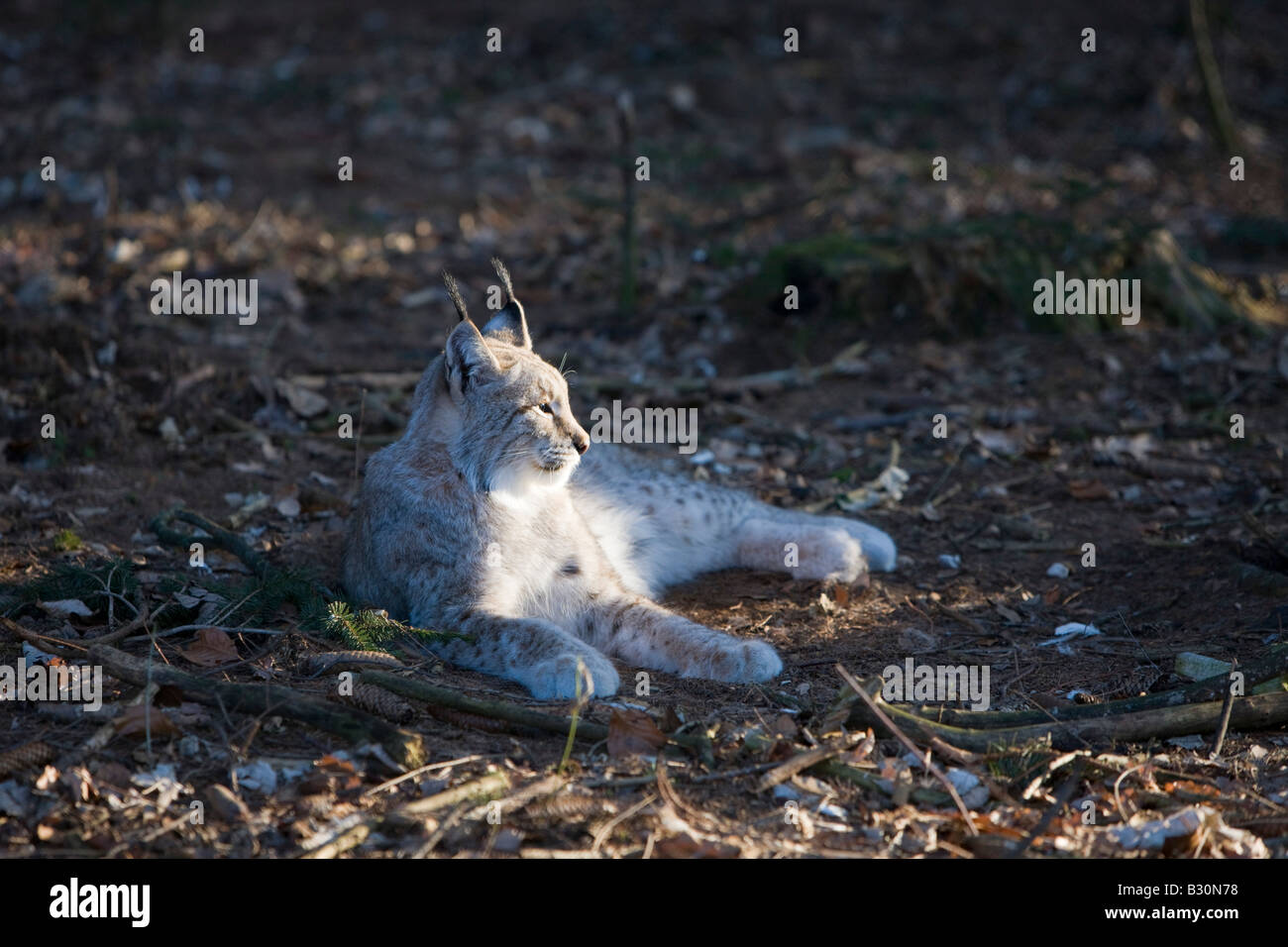 Lynx Felis lynx Germany Bavaria Stock Photo - Alamy