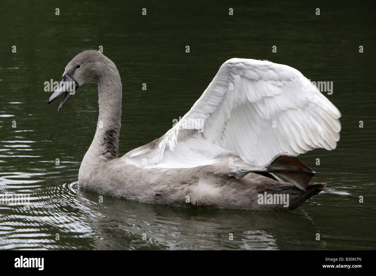 A Cygnet stretching Stock Photo - Alamy