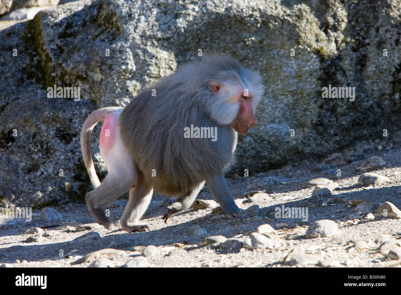 Hamadryas pavian papio hamadryas hi-res stock photography and images ...