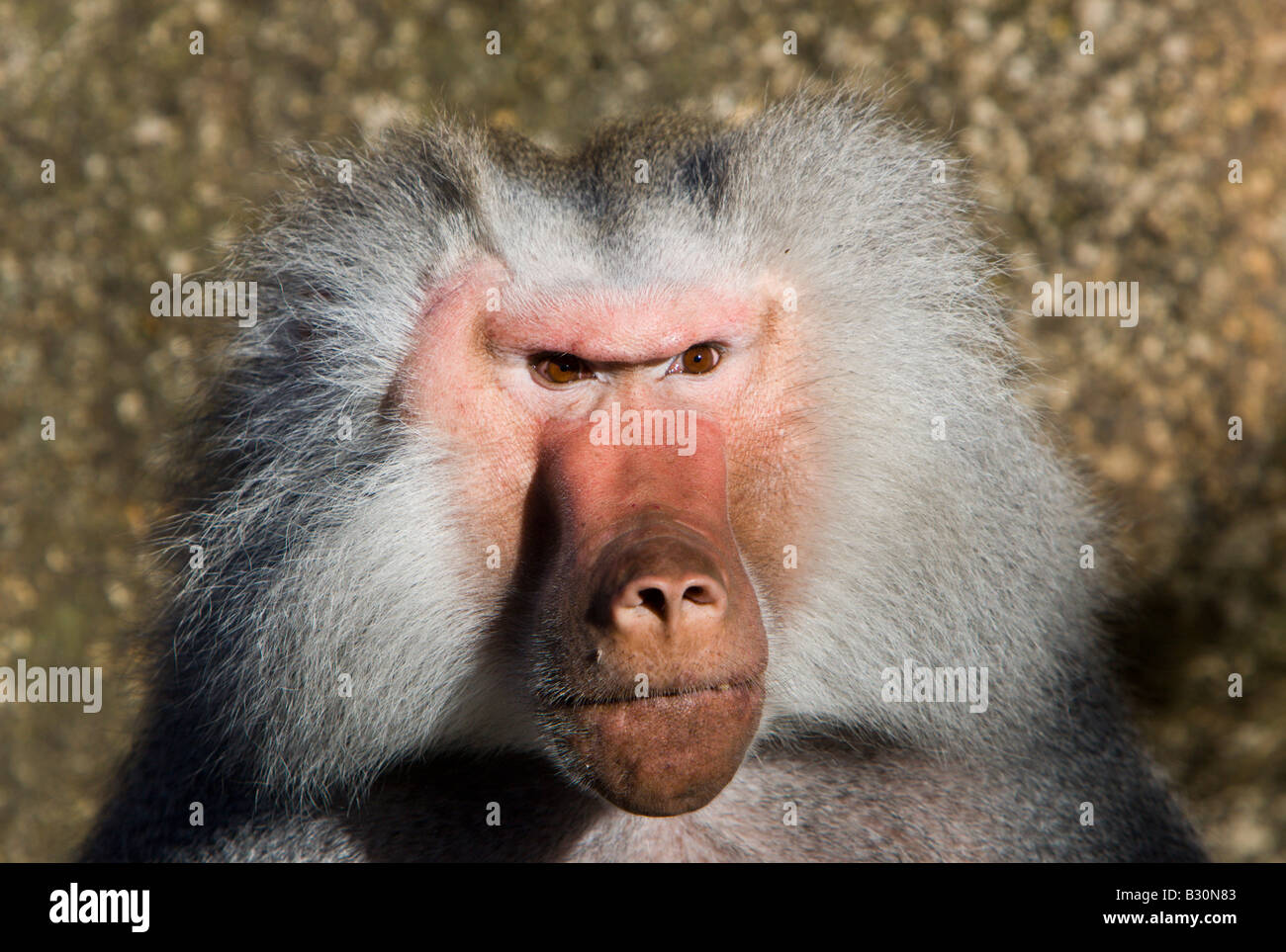 Hamadryas baboon male Papio hamadryas Ethiopia Africa Stock Photo - Alamy