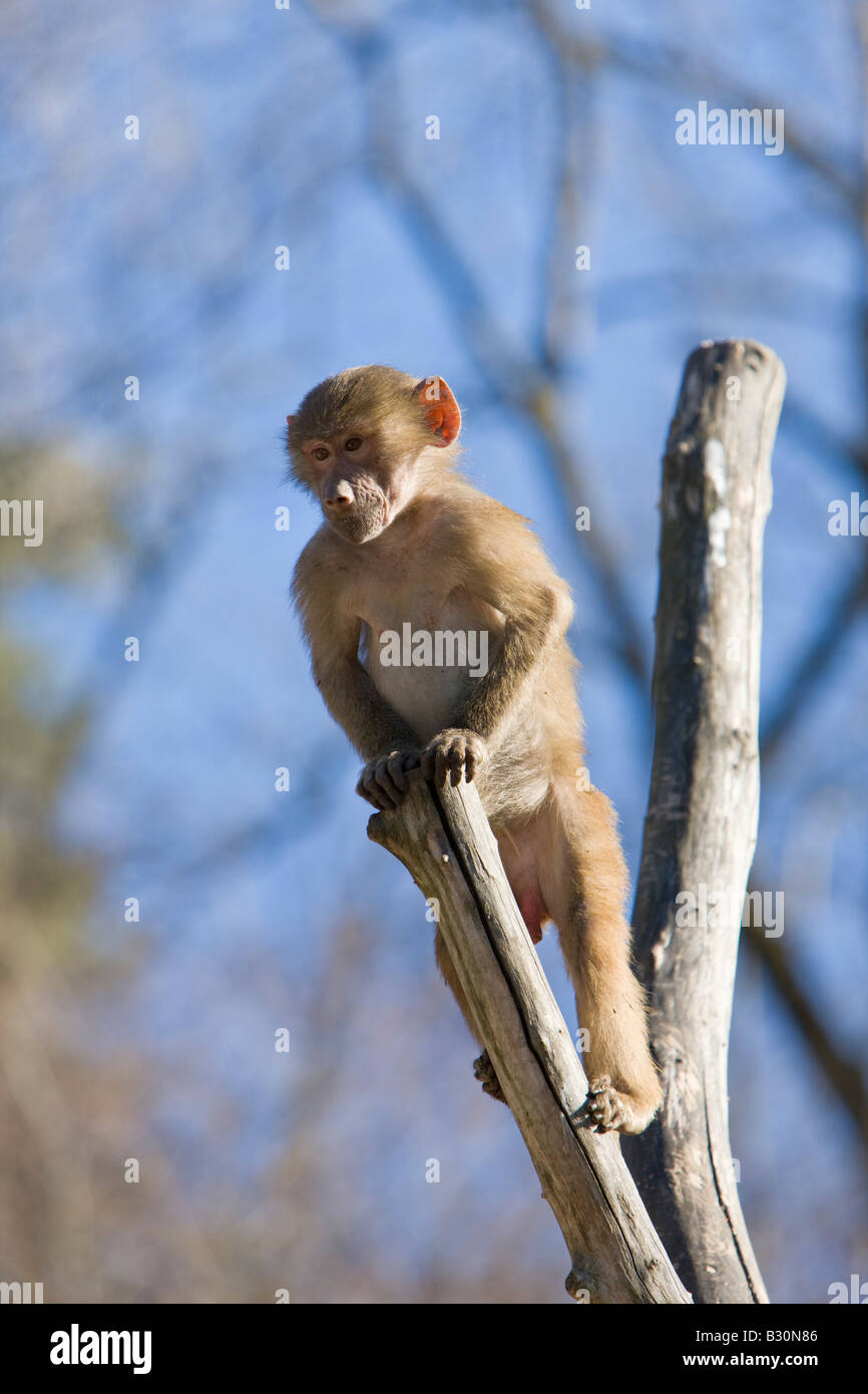 Baboon dominance hi-res stock photography and images - Alamy