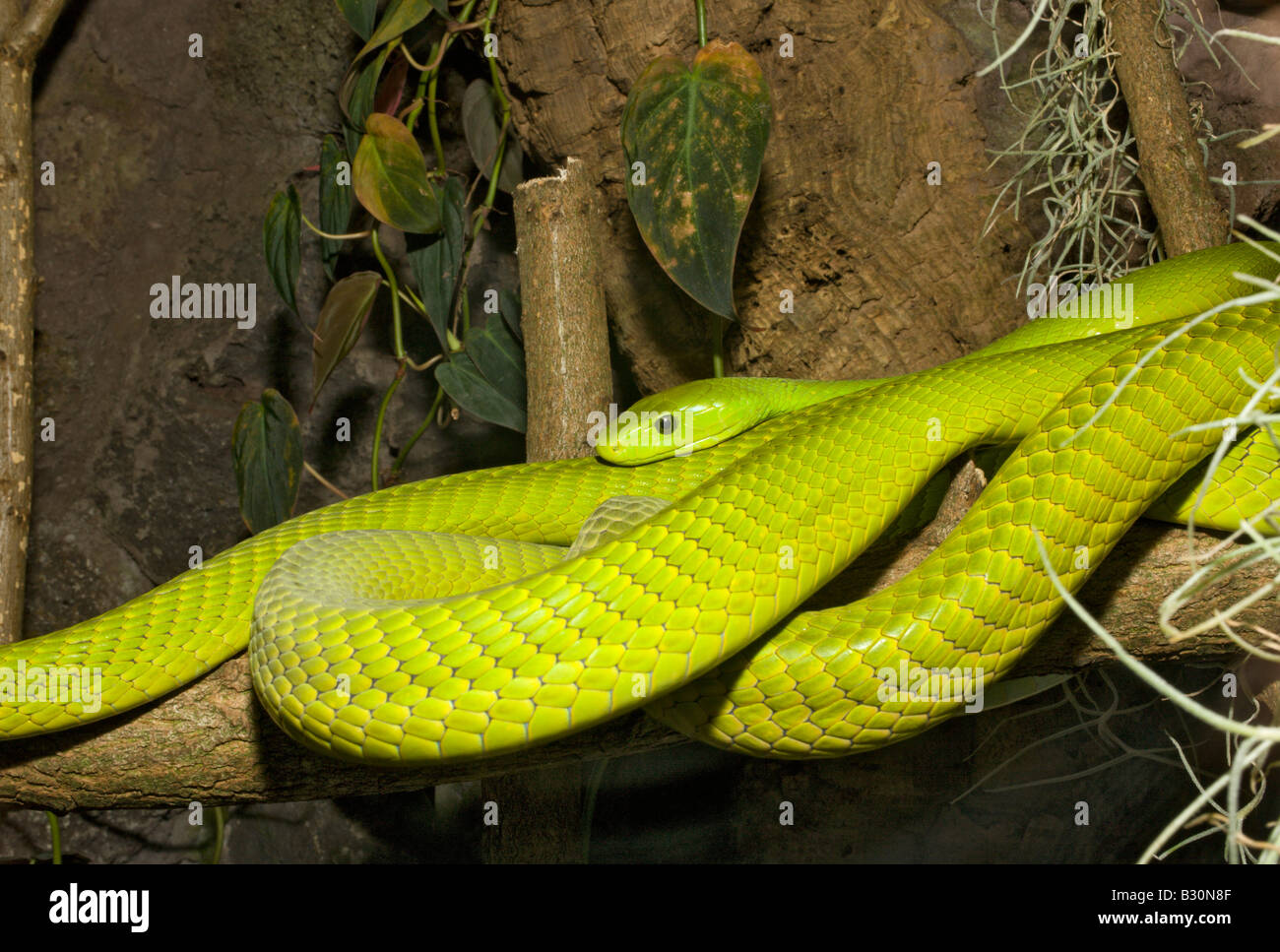 Green mamba hi-res stock photography and images - Alamy