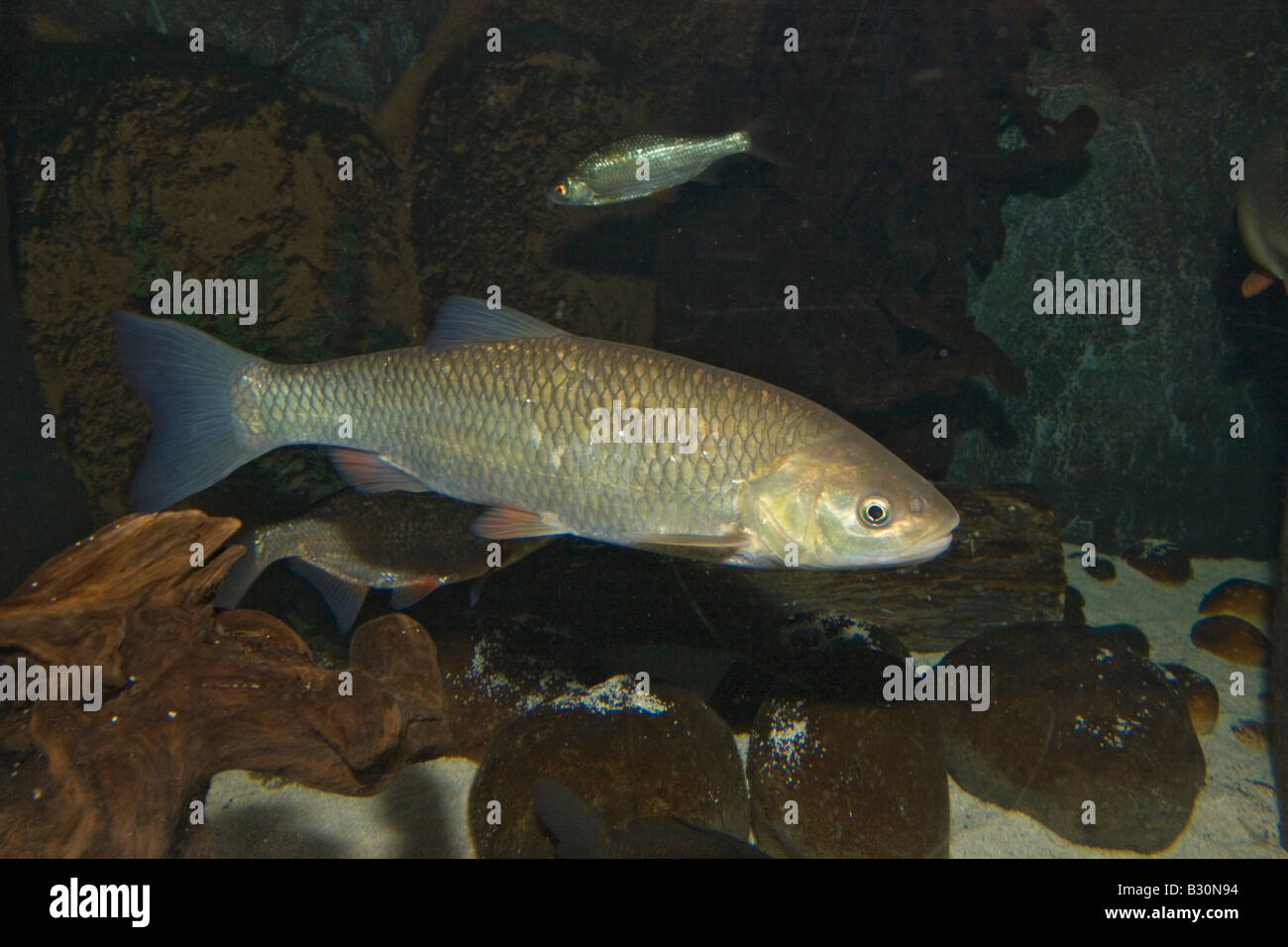 Chub Leuciscus cephalus Germany Bavaria Stock Photo - Alamy
