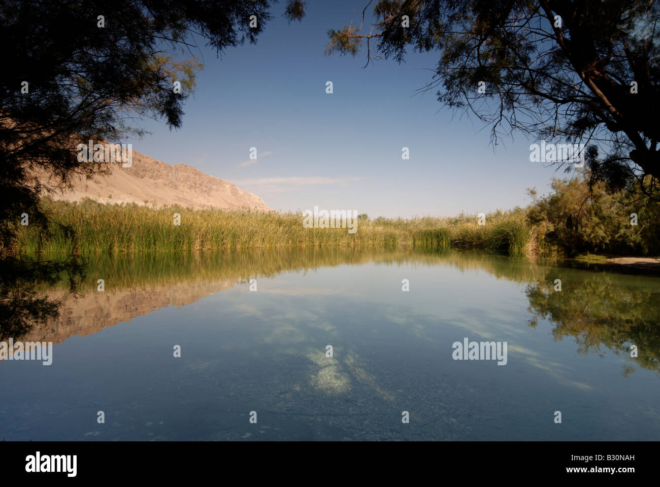 Israel Judea Desert Einot Zokim a blooming desert oasis on the shore of ...