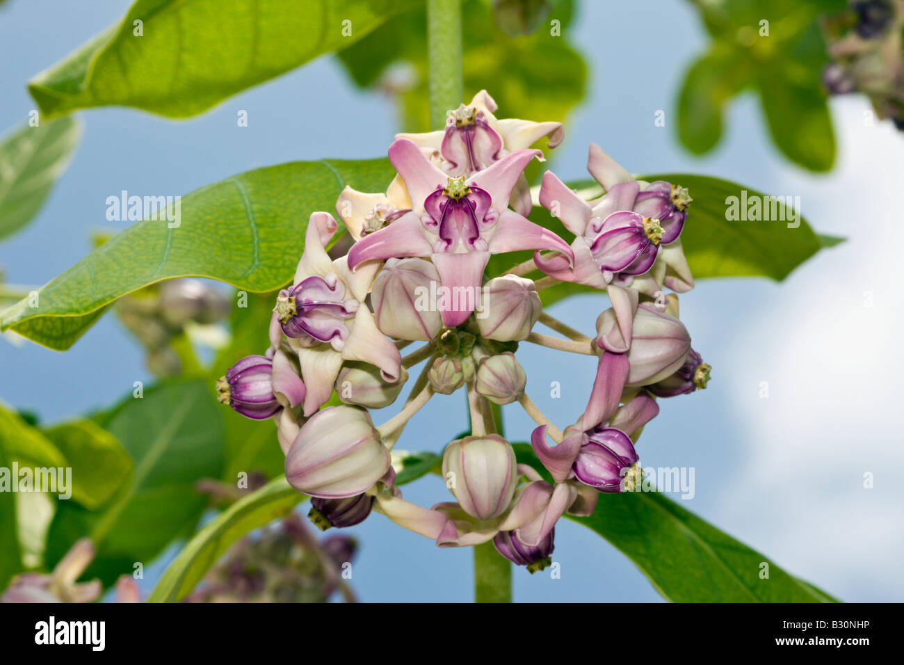 Pacific islands flowers hi-res stock photography and images - Alamy