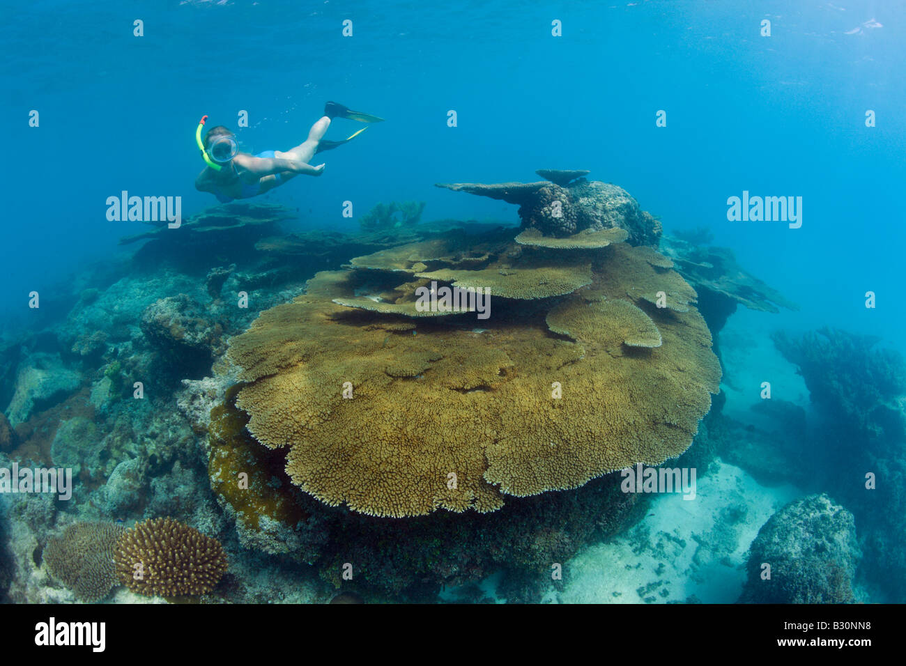 Free diver bikini hi-res stock photography and images - Alamy
