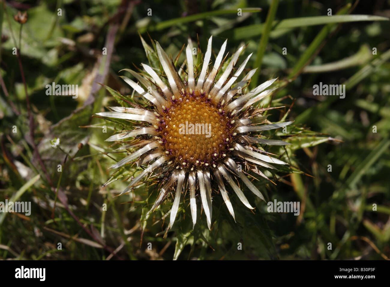 Carline thistle flower, carlina vulgaris Stock Photo - Alamy