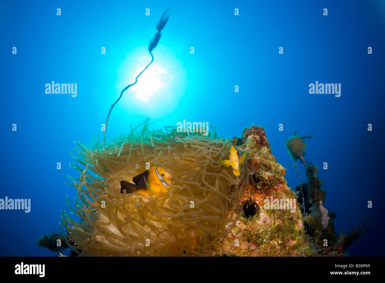 3 banded clownfish hi-res stock photography and images - Alamy