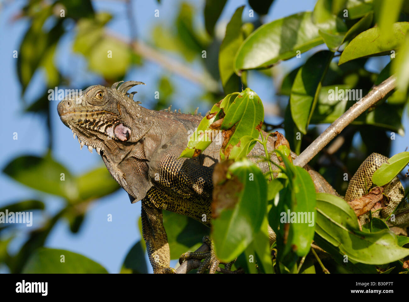 Green iguana iguana iguana in tree hi-res stock photography and images ...