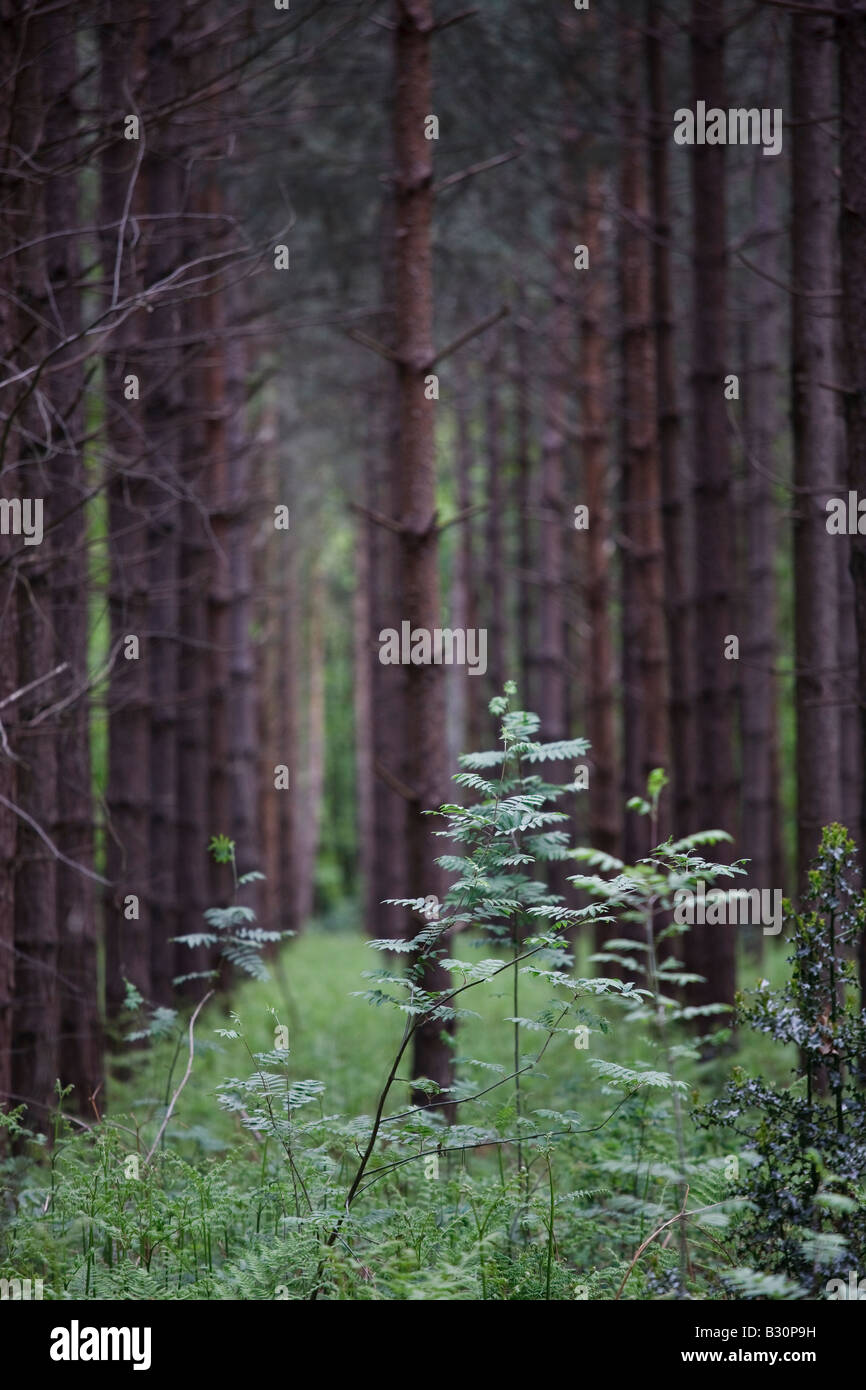 Tall straight trees growing ready to be made into telegraph poles ...