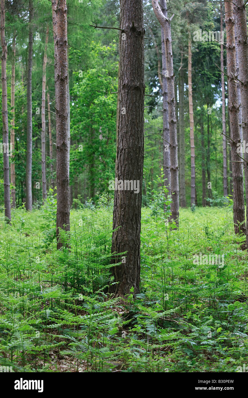 Tall straight trees growing ready to be made into telegraph poles ...