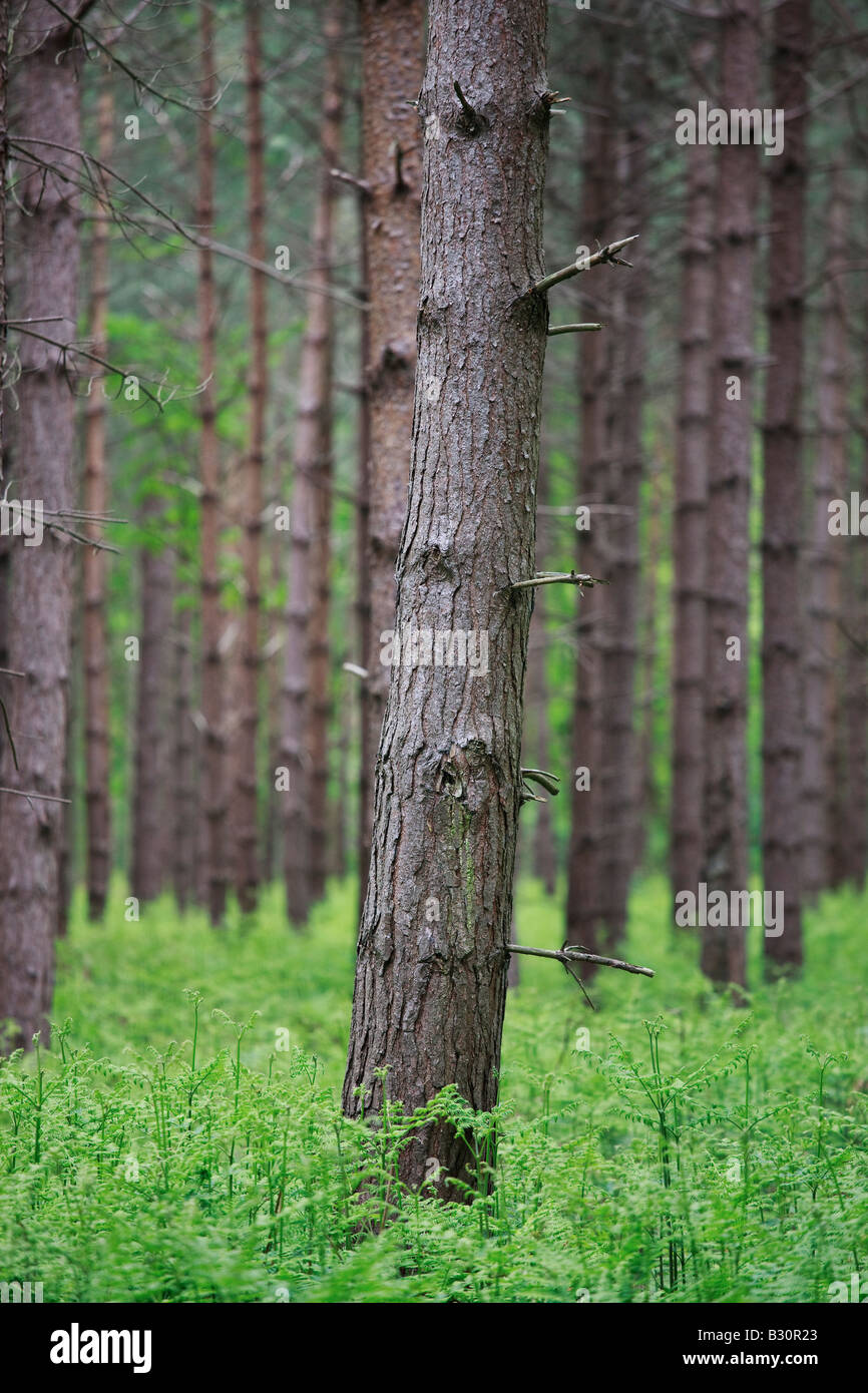 Tall straight trees growing ready to be made into telegraph poles ...