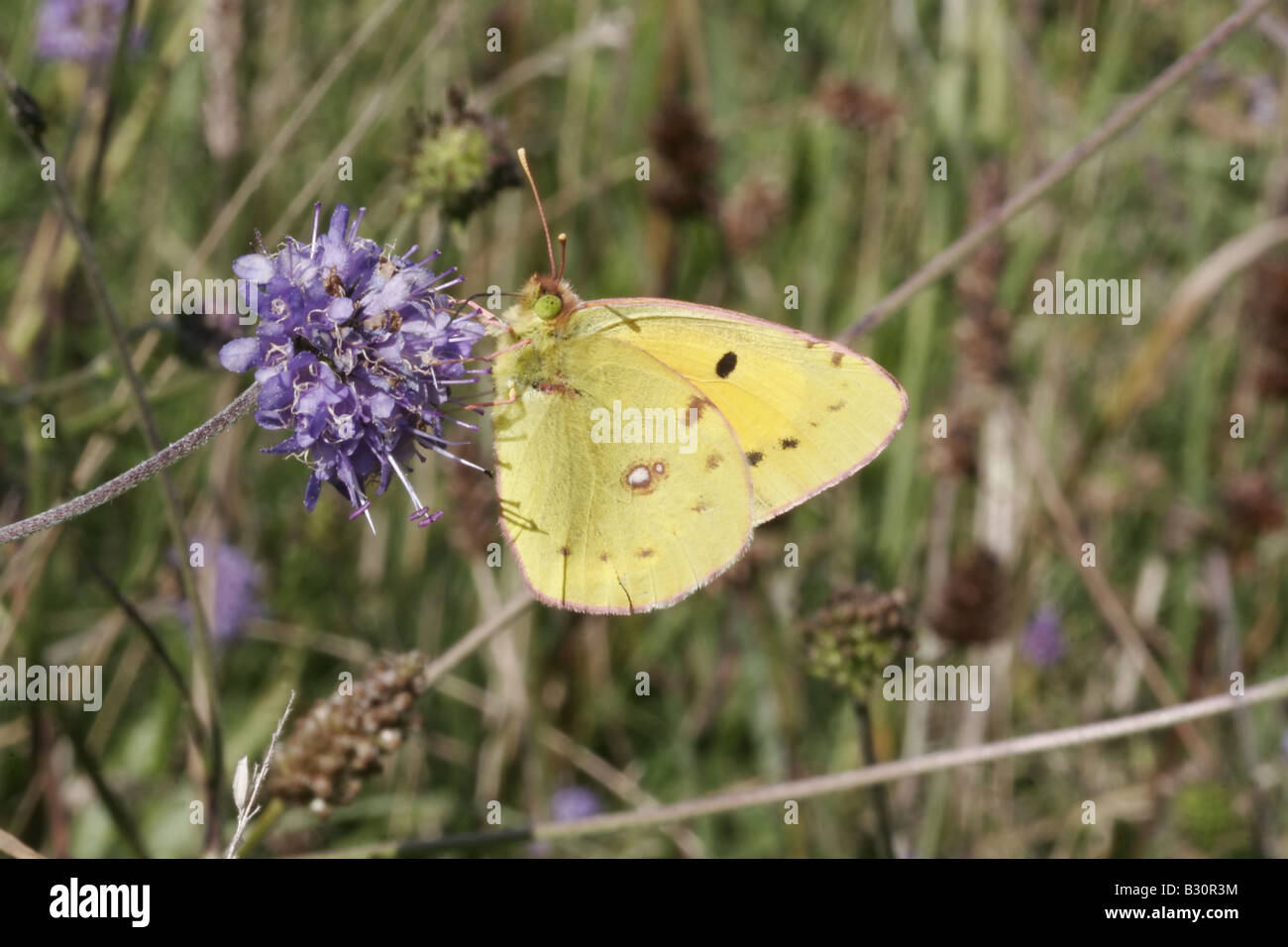 Clouded Yellow butterfly, colias croceus Stock Photo - Alamy