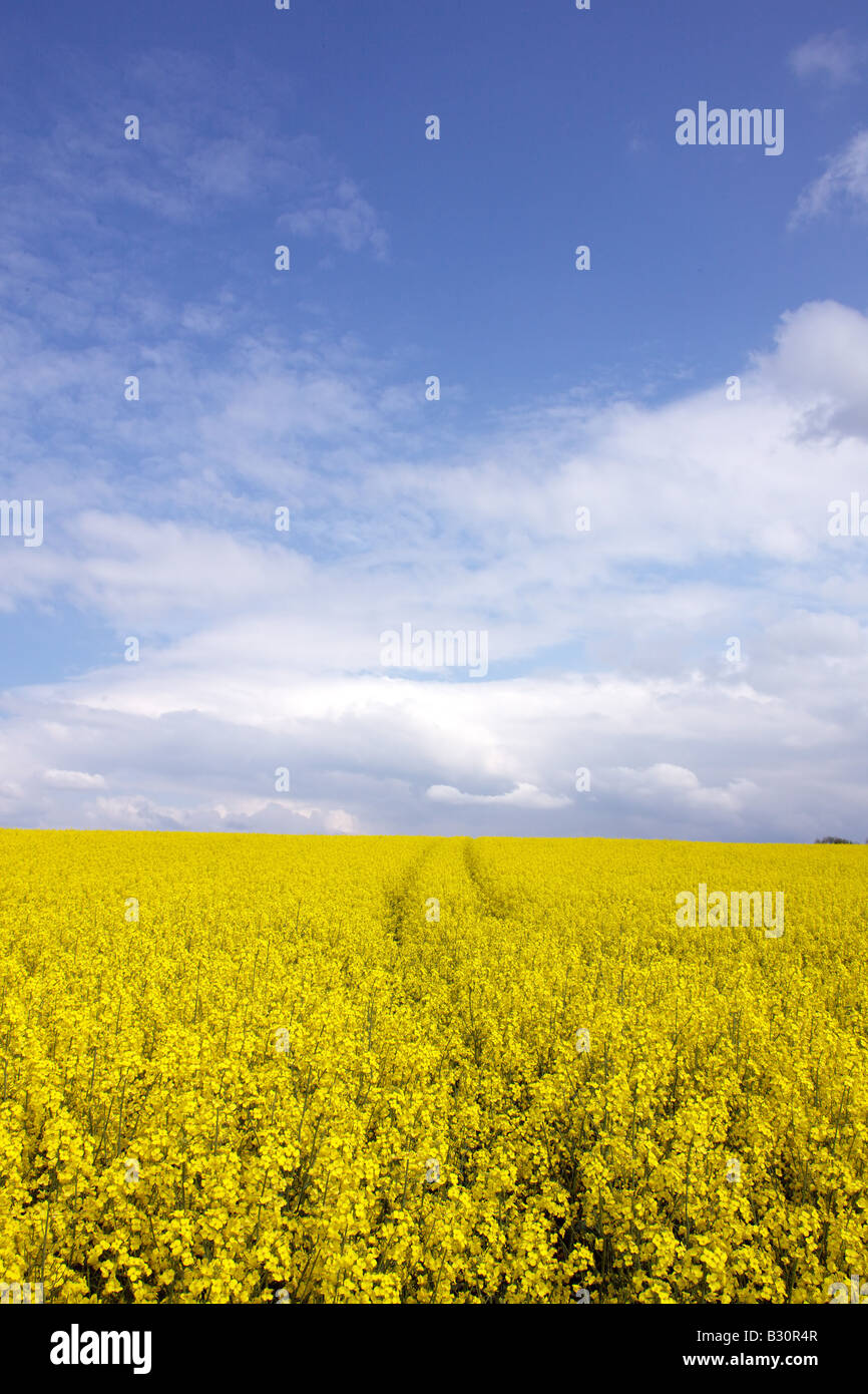 rape / colza field Stock Photo - Alamy