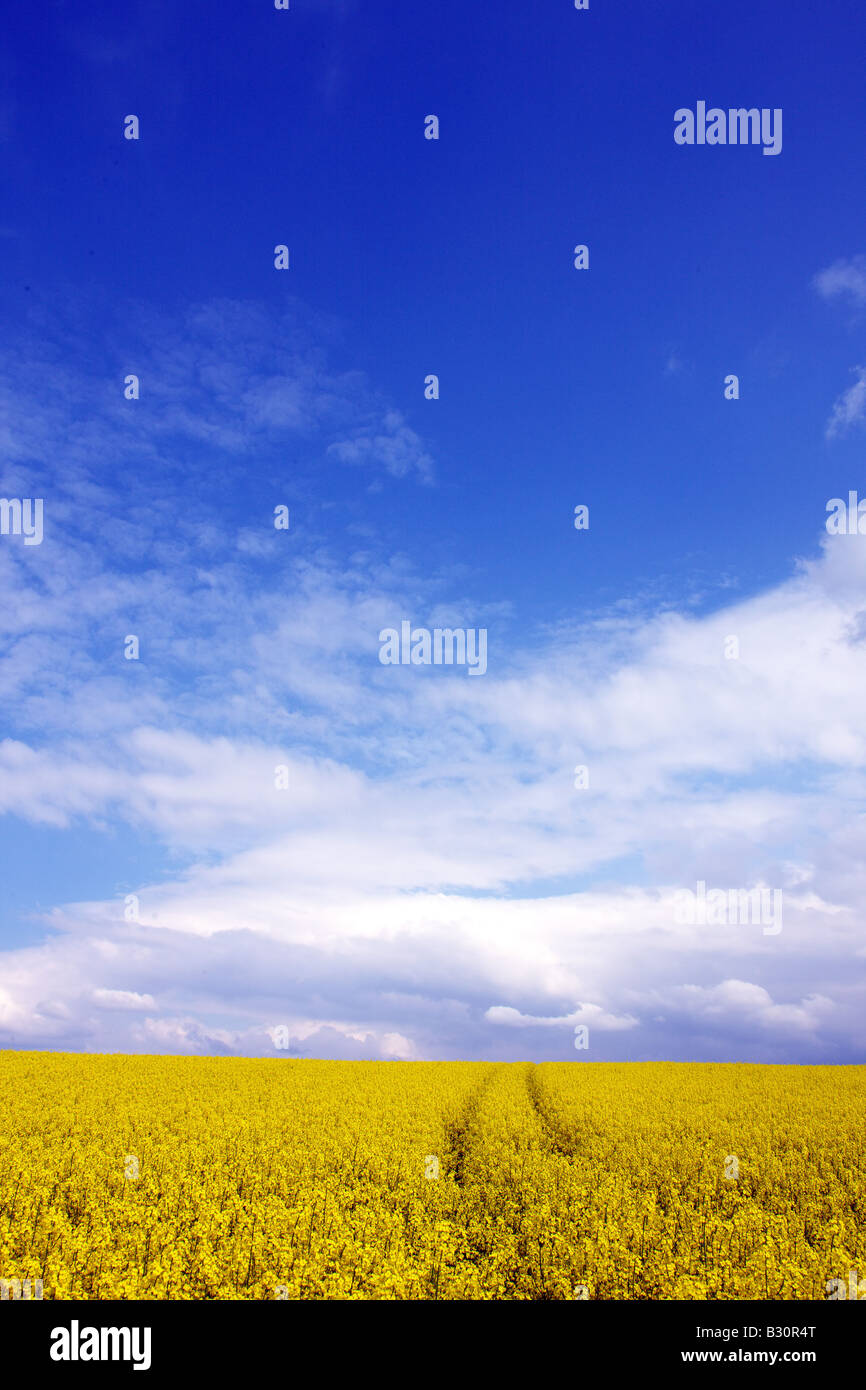 rape / colza field Stock Photo - Alamy
