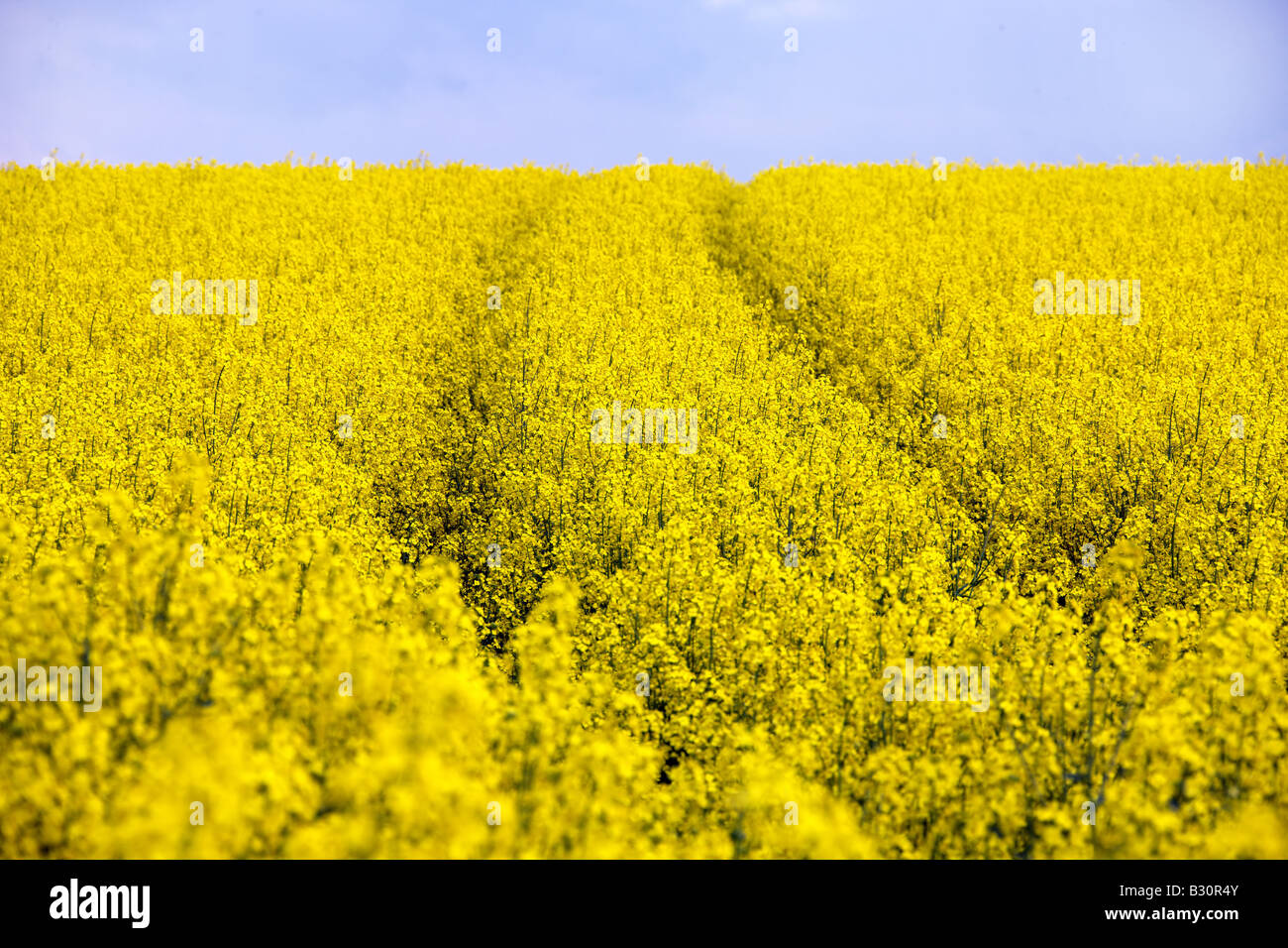 rape / colza field Stock Photo - Alamy