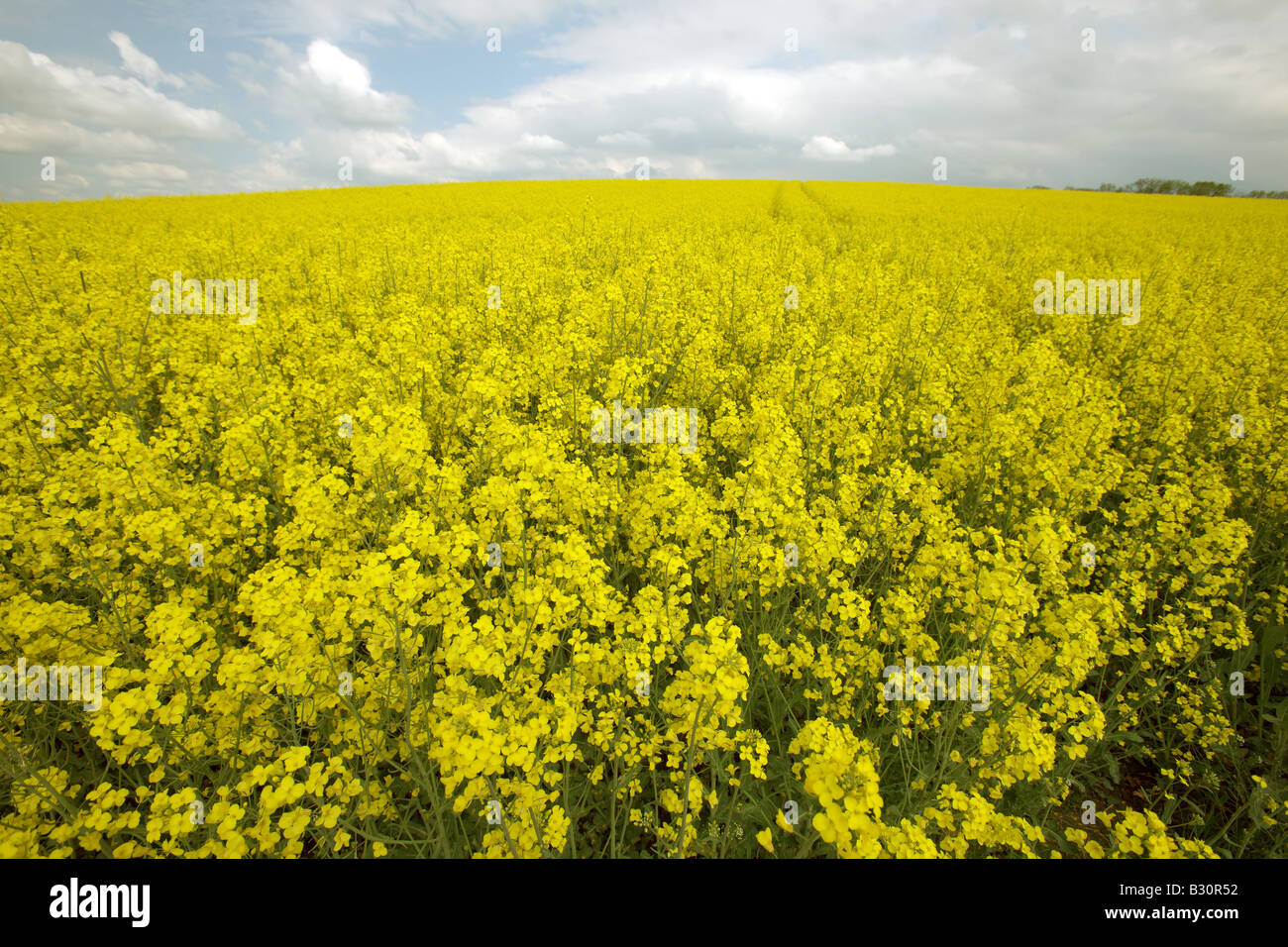 rape / colza field Stock Photo - Alamy