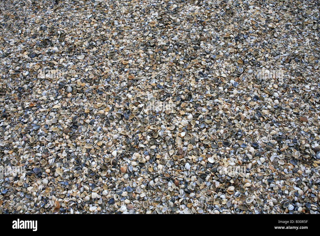 Various species of bivalve shells hi-res stock photography and images ...