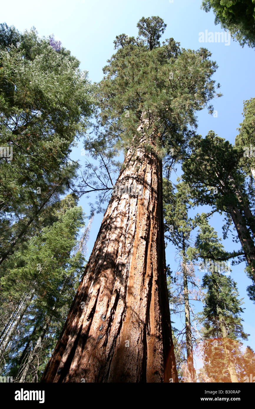 Sequoiadendron giganteum, giant sequoia, giant redwood Stock Photo - Alamy