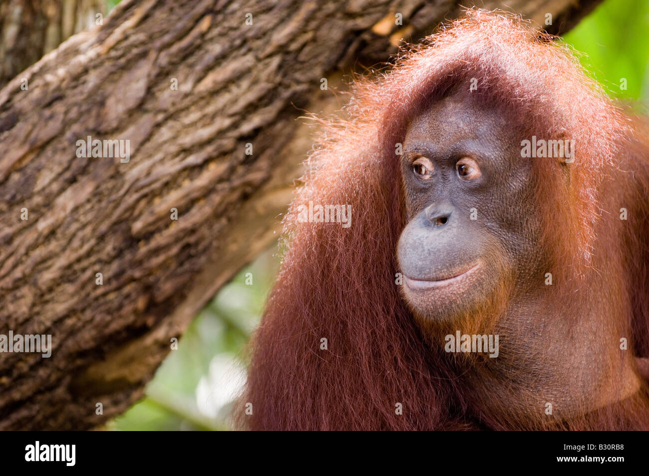 Orang Utan = 'Man of the Forest' Stock Photo - Alamy