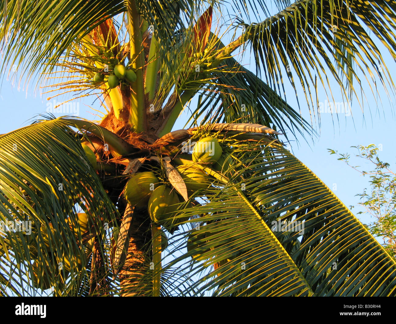 Asia, Thailand, coco palm, Detail Stock Photo - Alamy