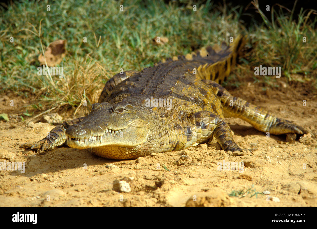 Crocodile ranch hi-res stock photography and images - Alamy
