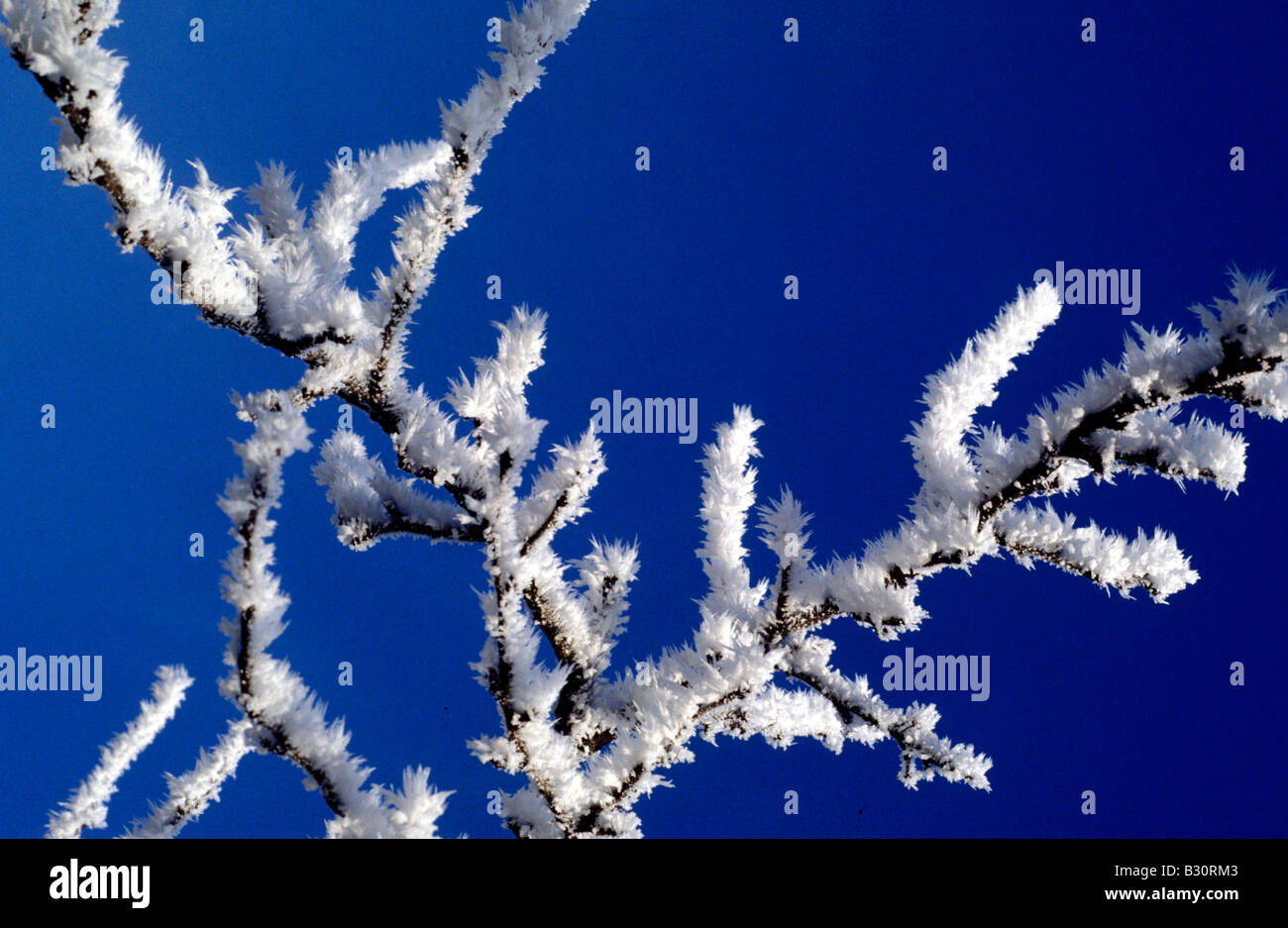 Branches with hoarfrost Stock Photo - Alamy