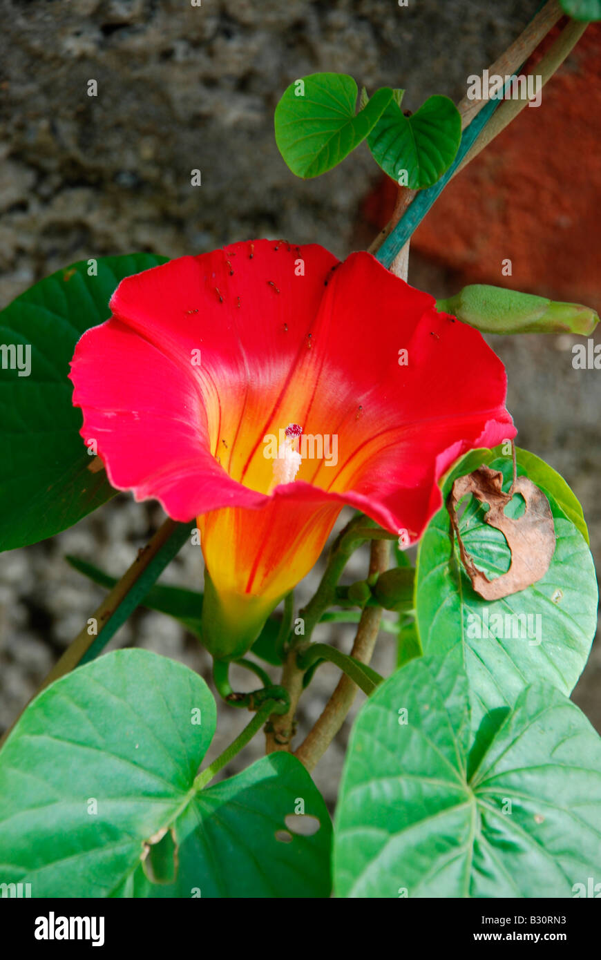 A red flower in a garden Stock Photo - Alamy