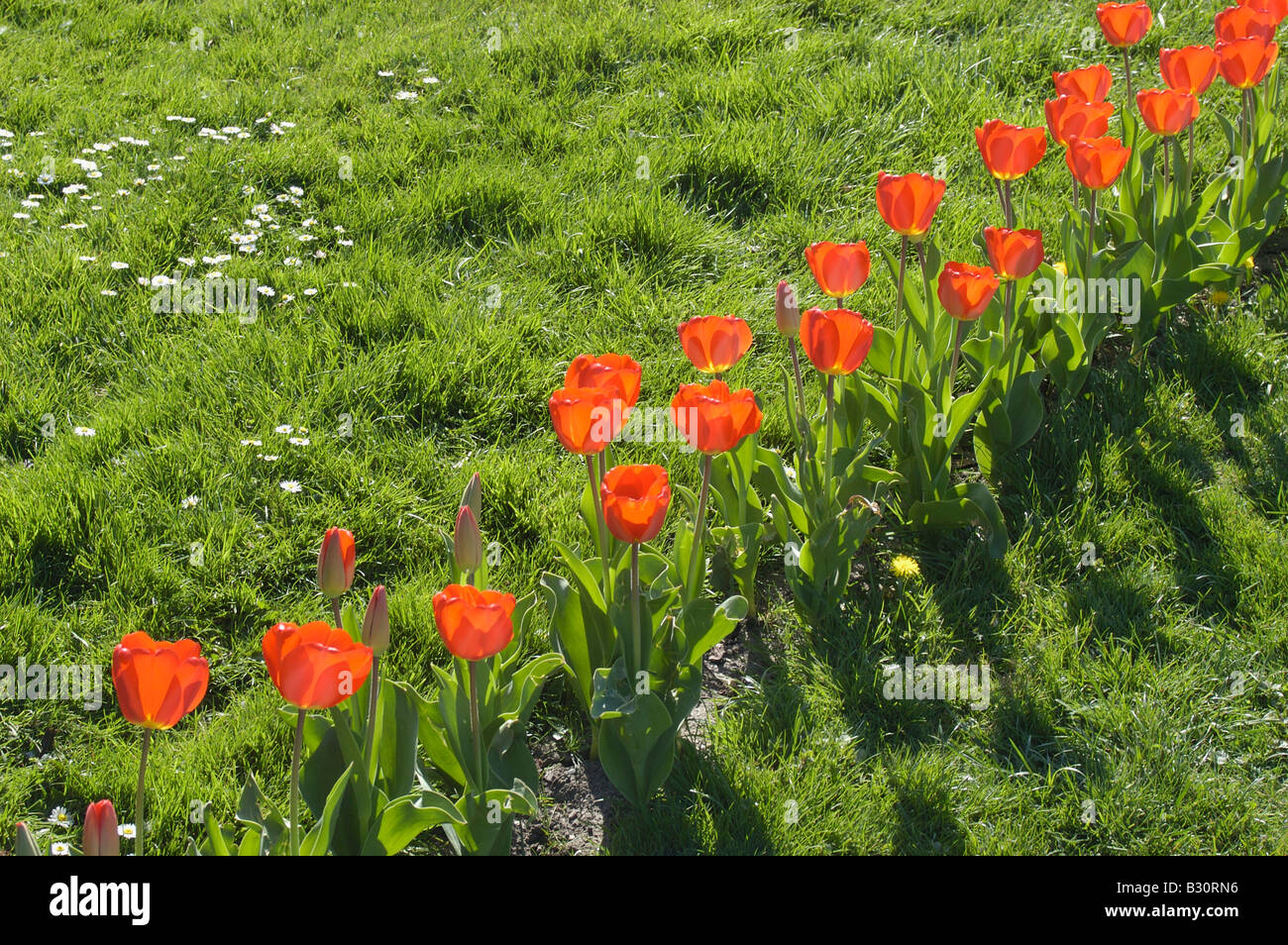 Red tulip patch in the Stadtpark Stock Photo - Alamy