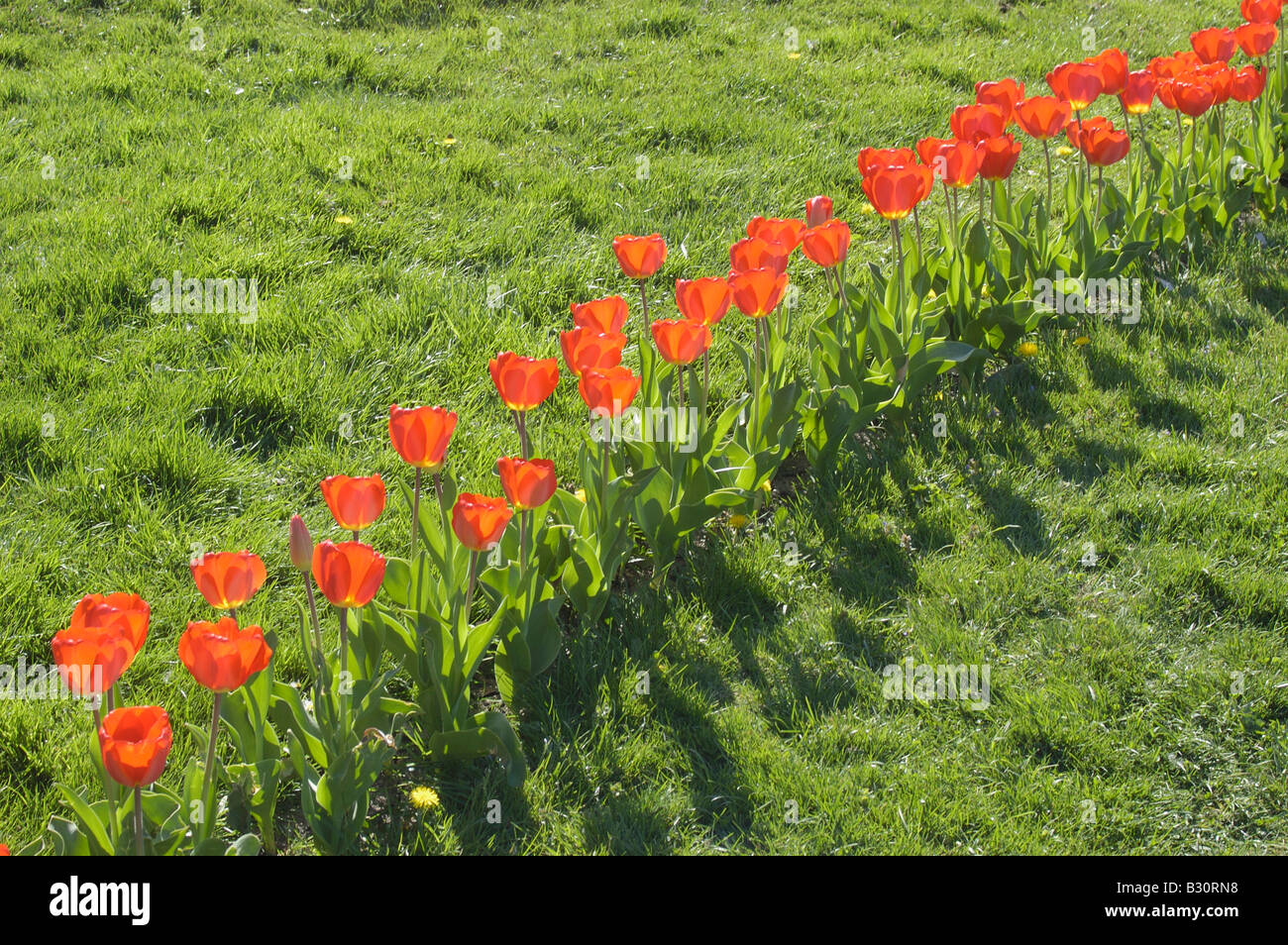 Red tulip patch in the Stadtpark Stock Photo - Alamy