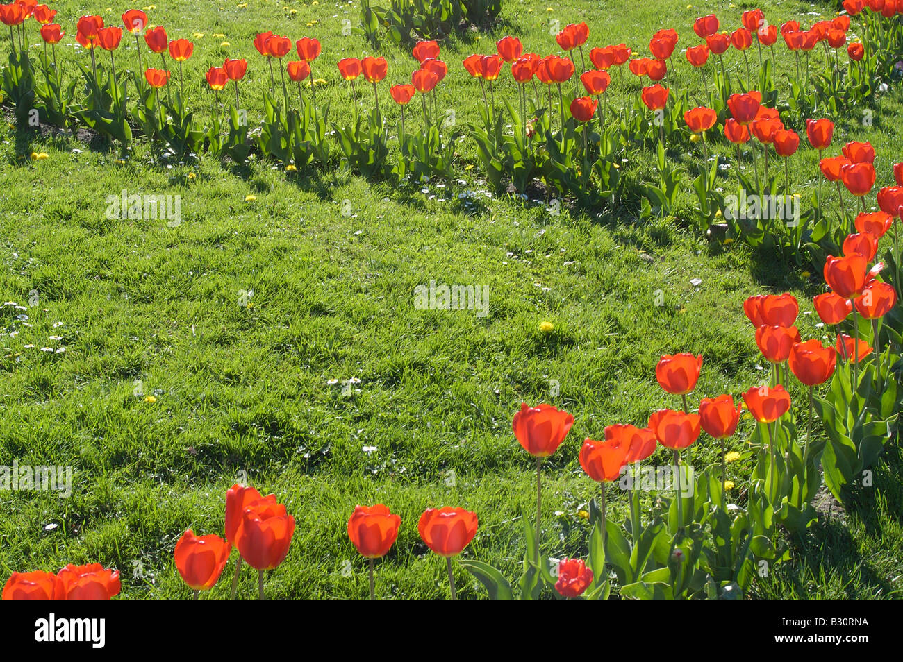 Red tulip patch in the Stadtpark Stock Photo - Alamy